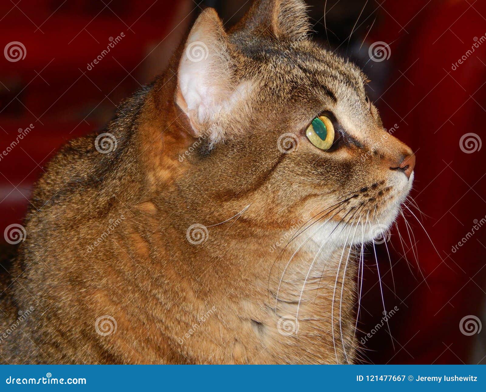 A Cat Staring Off into the Distance Stock Image - Image of point, tabby ...