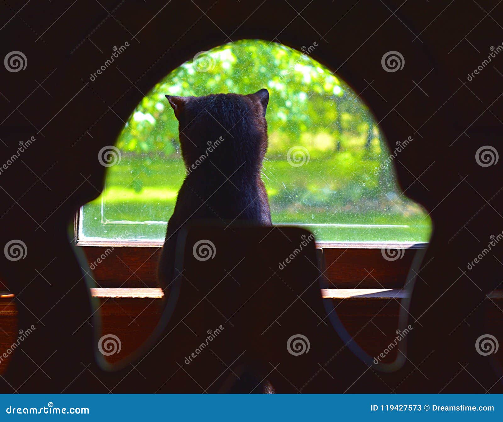 Cat Staring Out of a Window Stock Image - Image of kitty, kittens ...