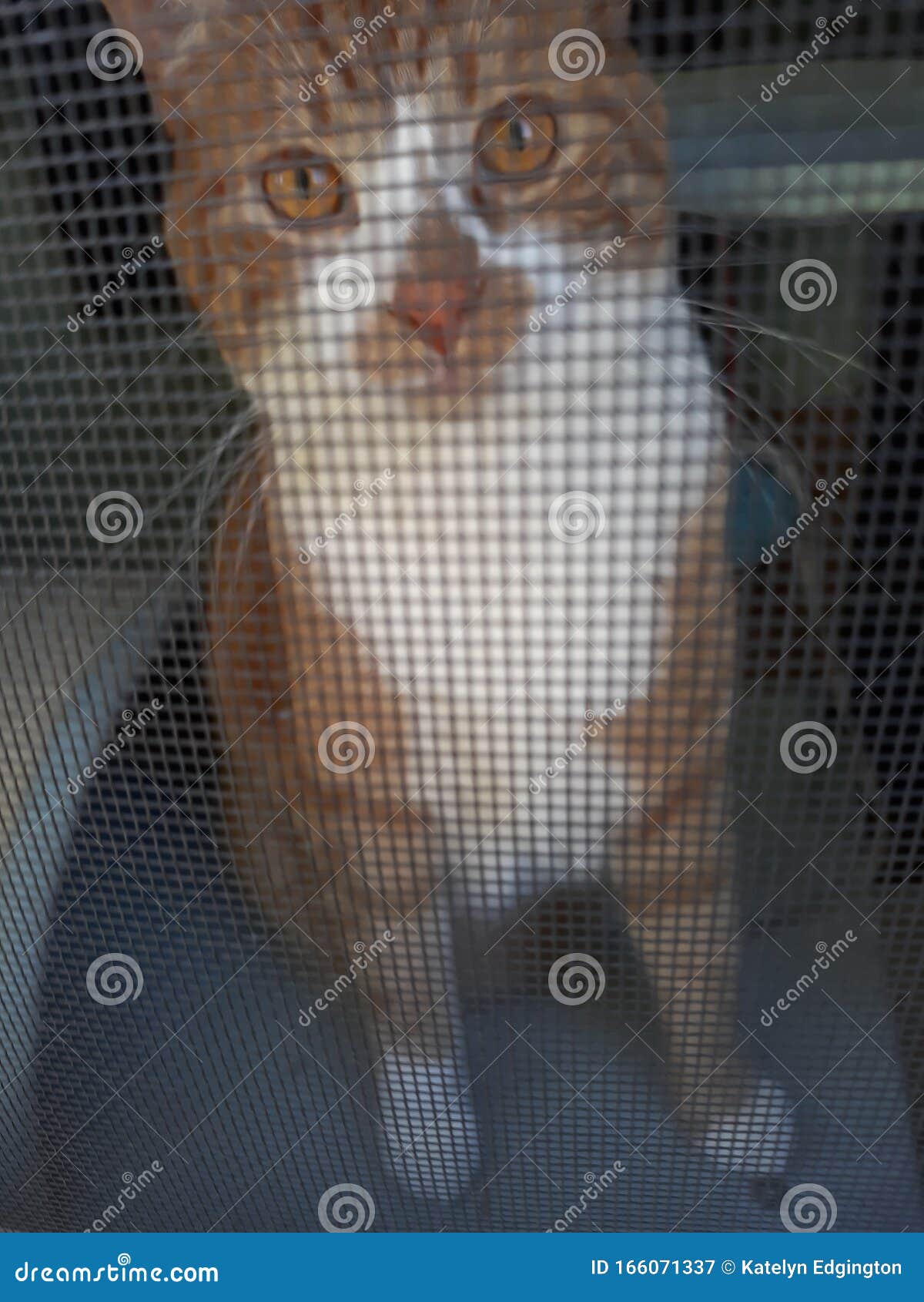 Cat staring through screen stock image. Image of tabby - 166071337