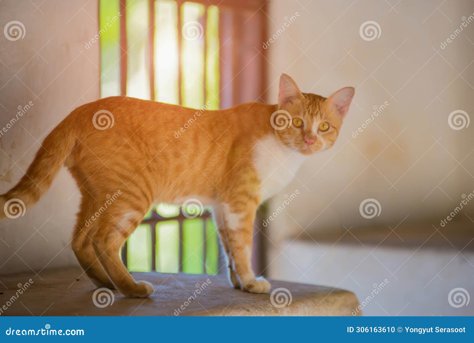 The Cat is Staring at Something with Suspicion and Awe Stock Photo ...