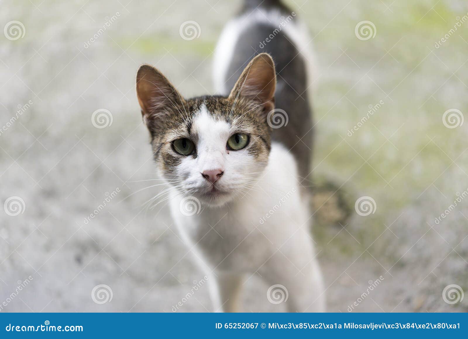 Cat staring stock image. Image of staring, anticipation - 65252067