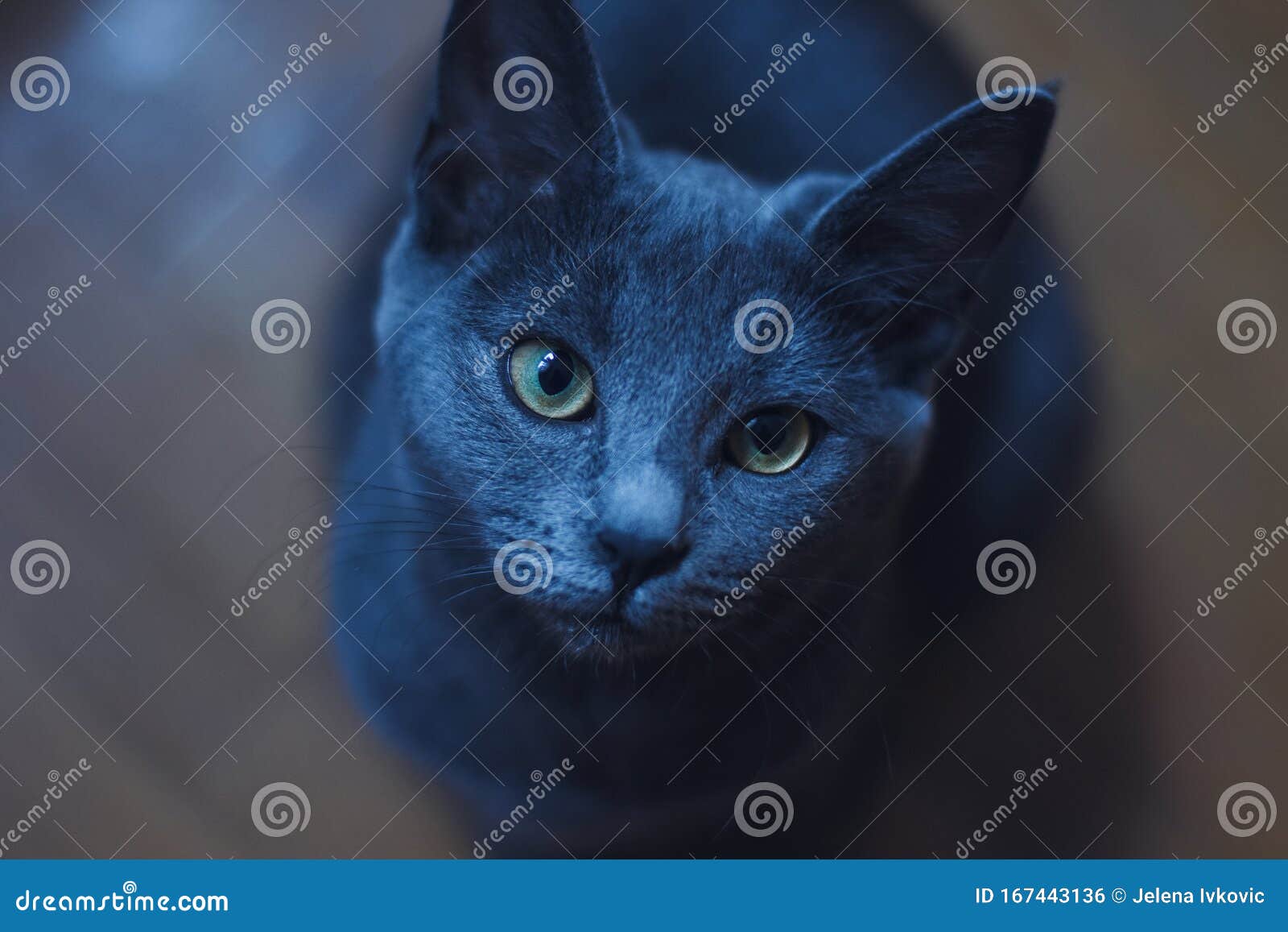 Cat staring at you stock photo. Image of animals, staring - 167443136