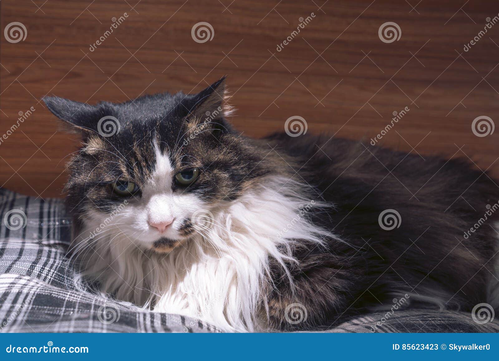 A cat staring at you stock image. Image of stare, watch - 85623423