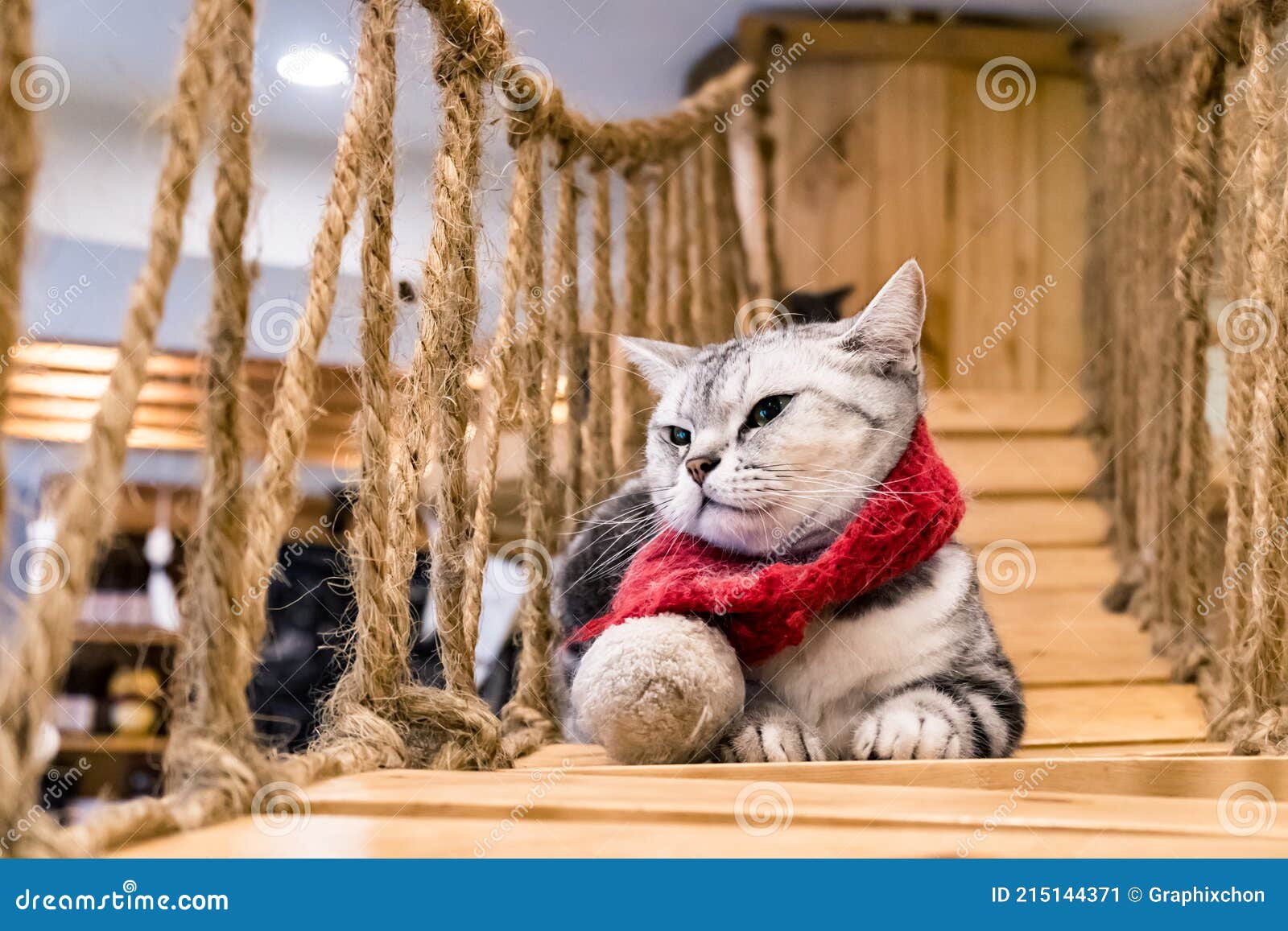 Cat Stay Alone at Home. Friendly and Lovely Stock Image - Image of soft ...