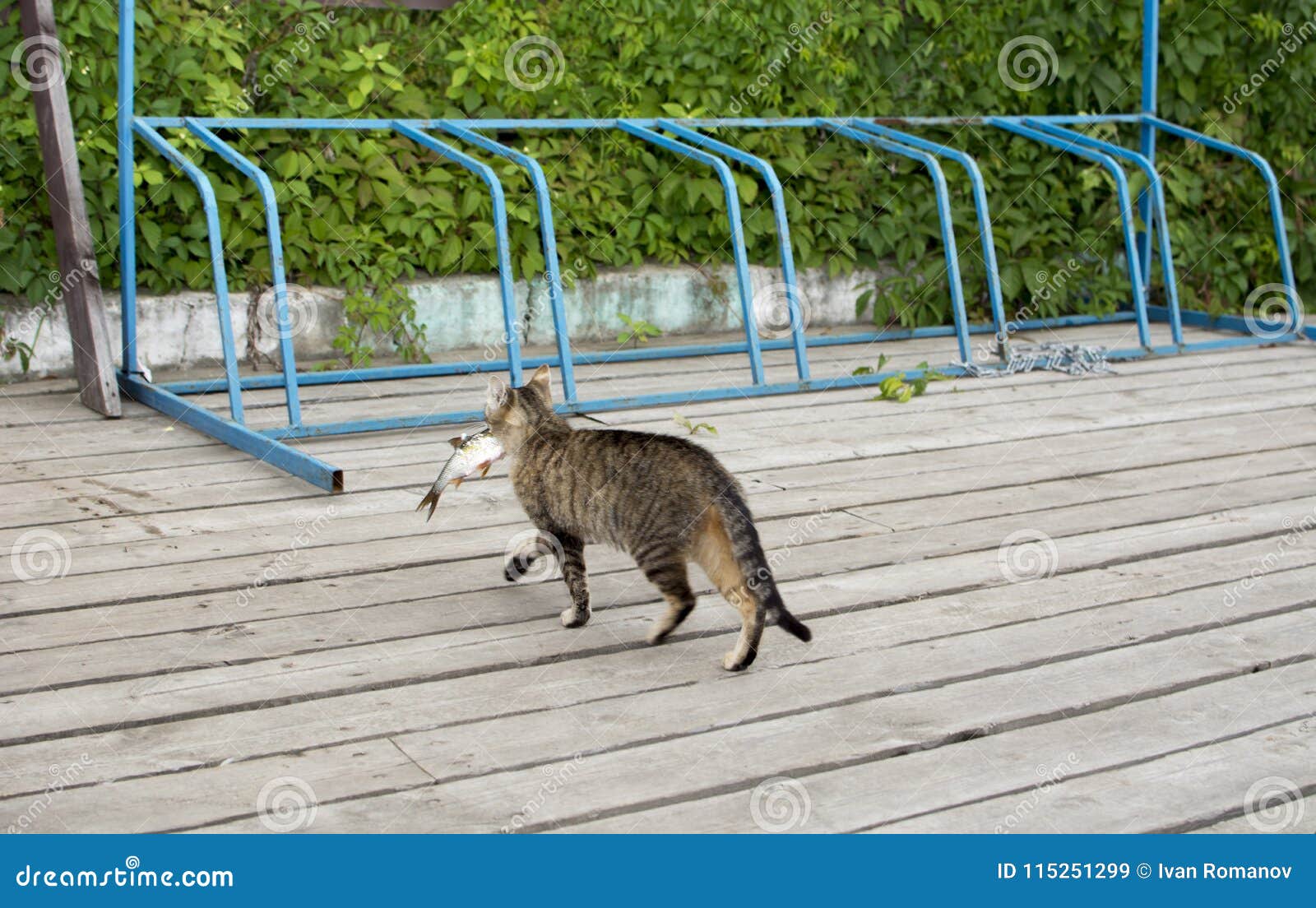 Cat stealing a fish stock image. Image of kitten, animal - 115251299