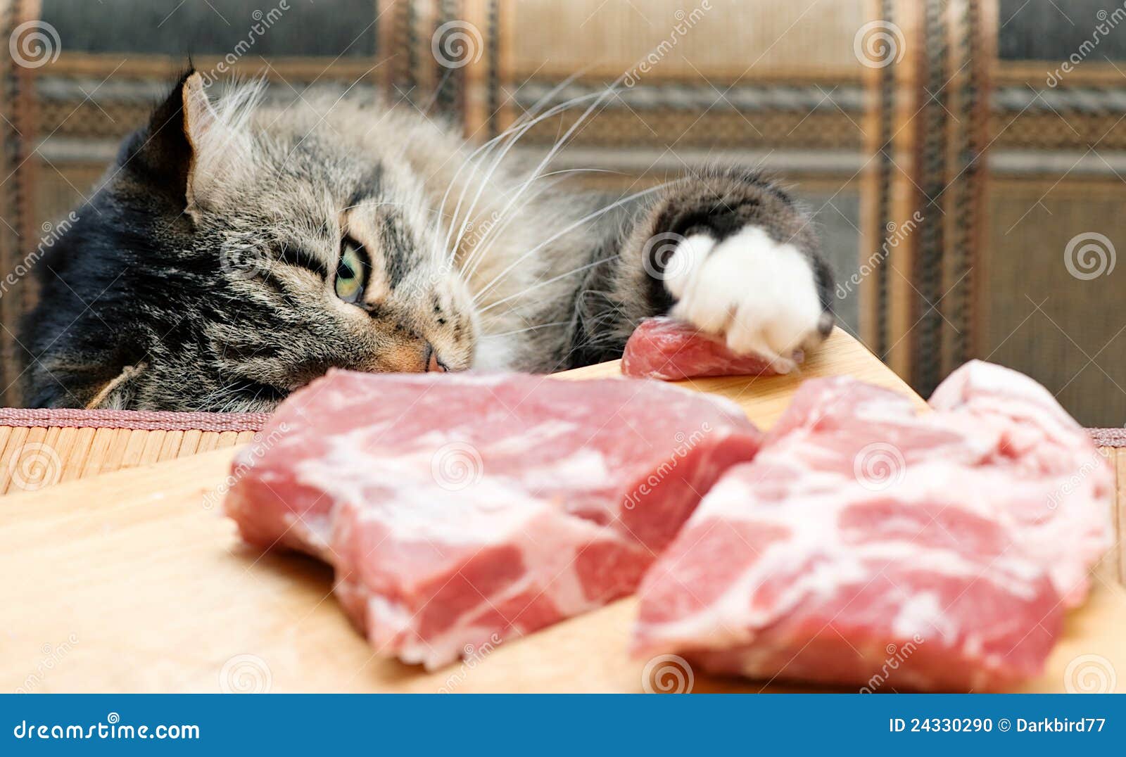 Cat steals piece of meat stock photo. Image of attention - 24330290