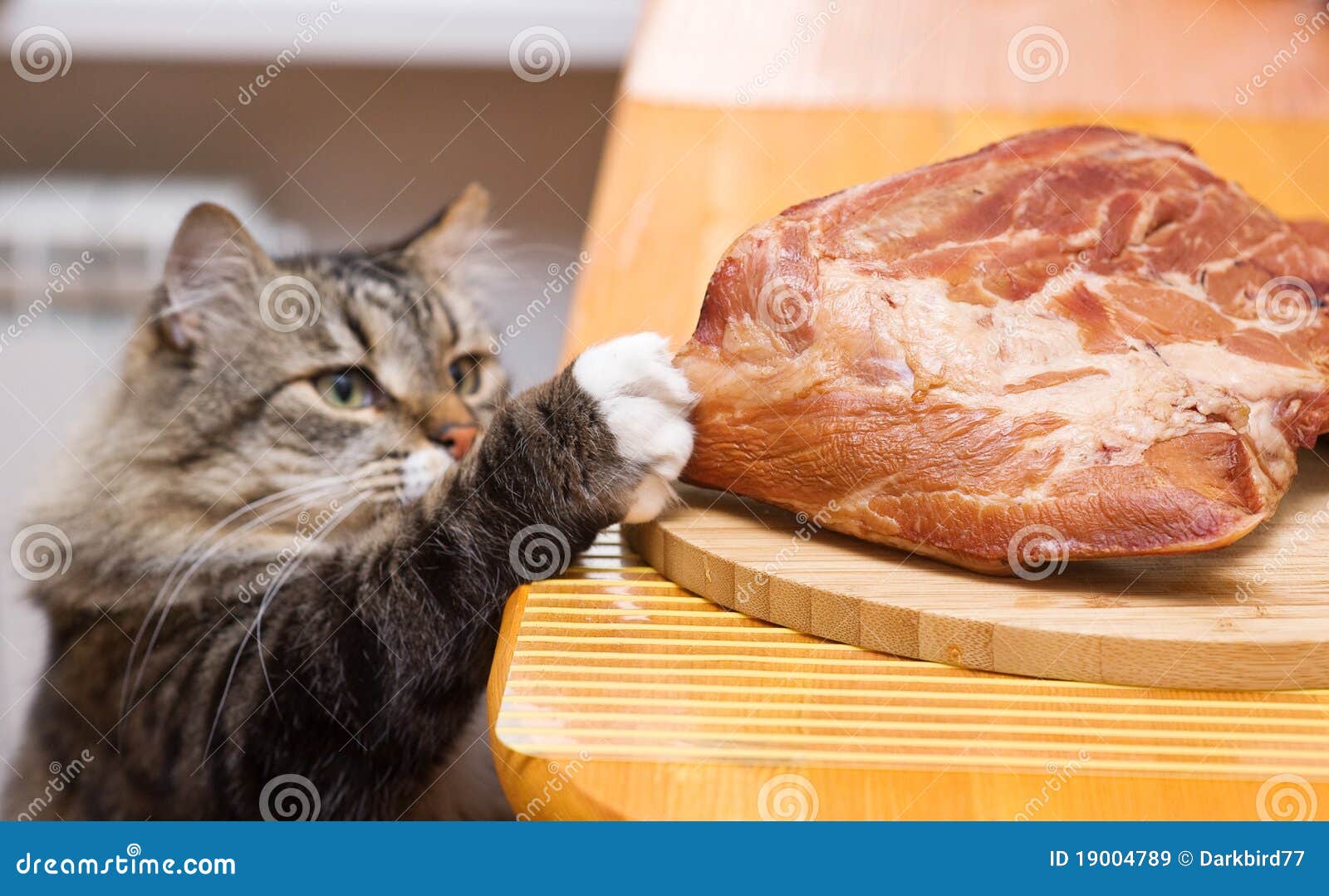 Cat Steals Piece of Meat from the Kitchen Table Stock Image - Image of ...