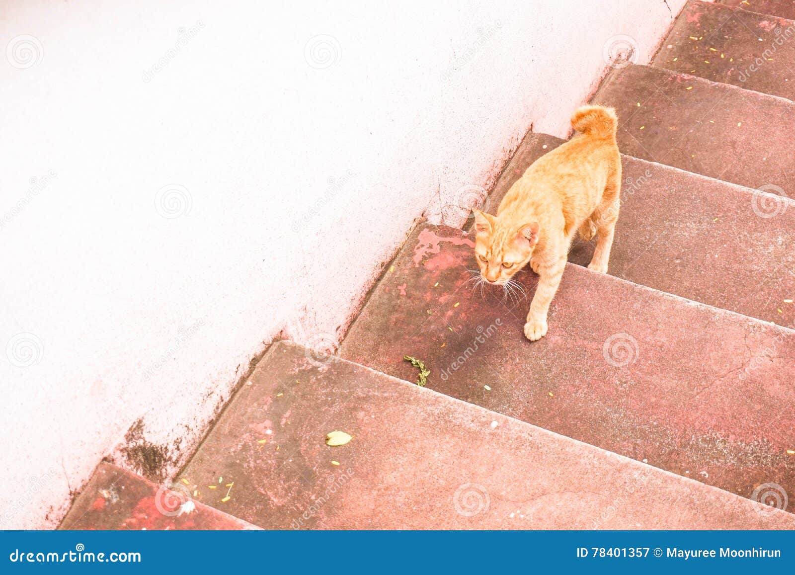 Cat Step on the Stairs at Temple Stock Image - Image of shrine, place ...