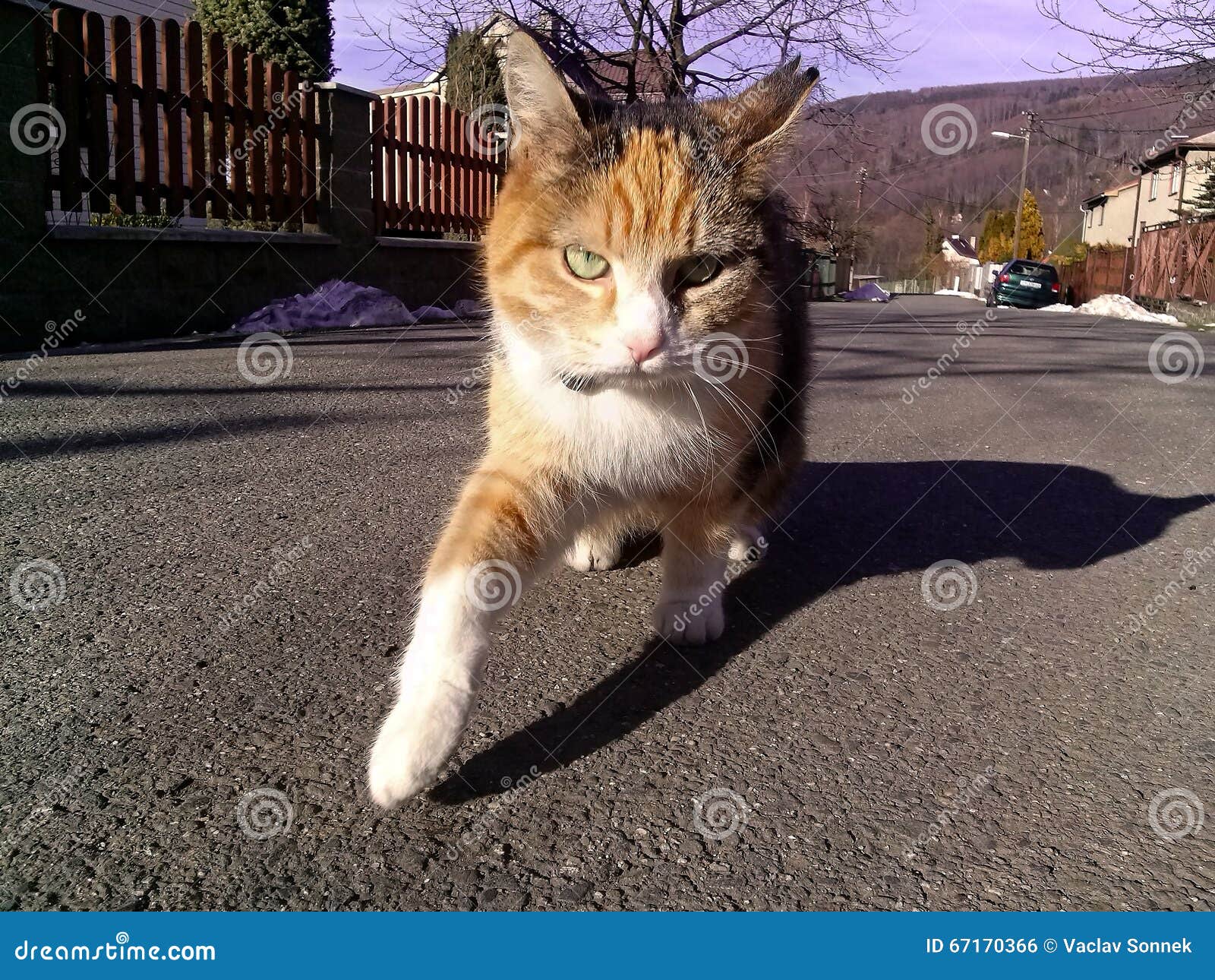 The cat stock photo. Image of life, furry, color, hungry - 67170366