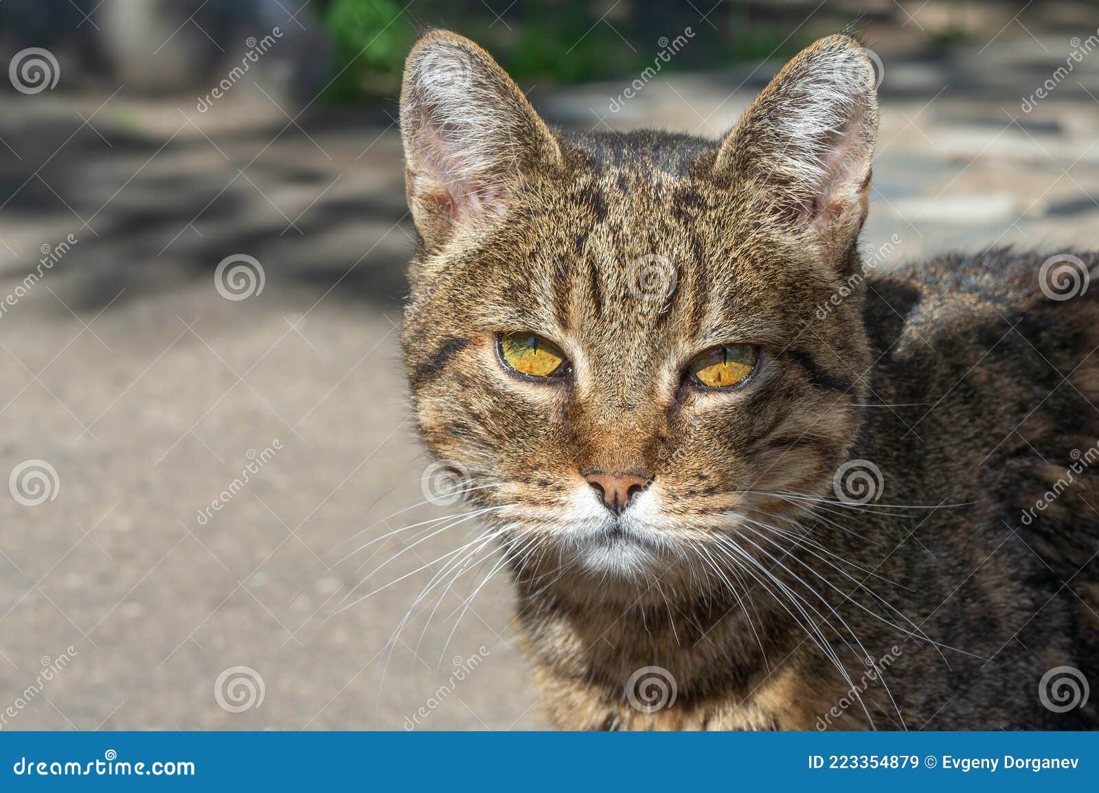 Cat Stern Look with Yellow Eyes Close Up Stock Image - Image of face ...