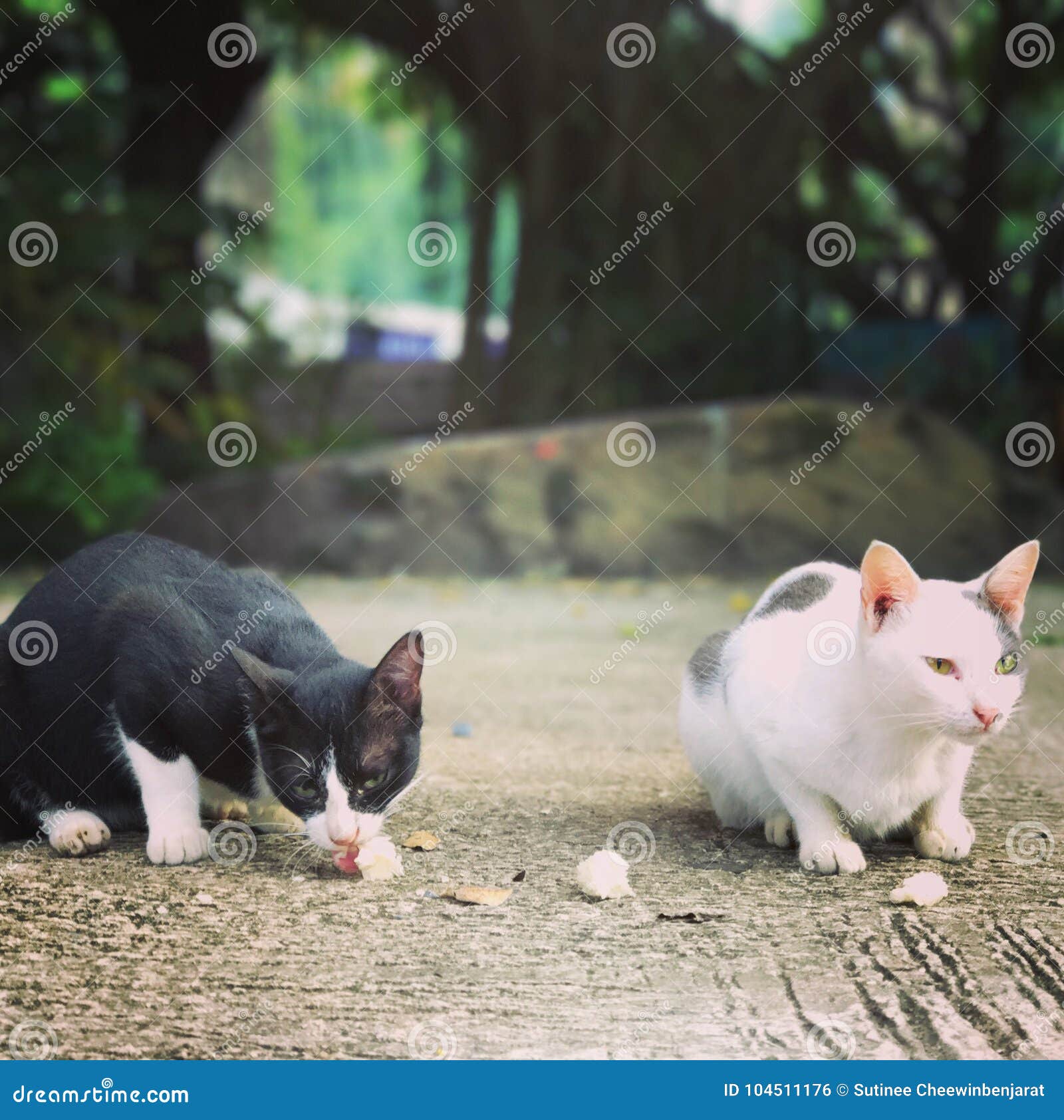 Cat and sticky rice stock photo. Image of kitty, rice - 104511176