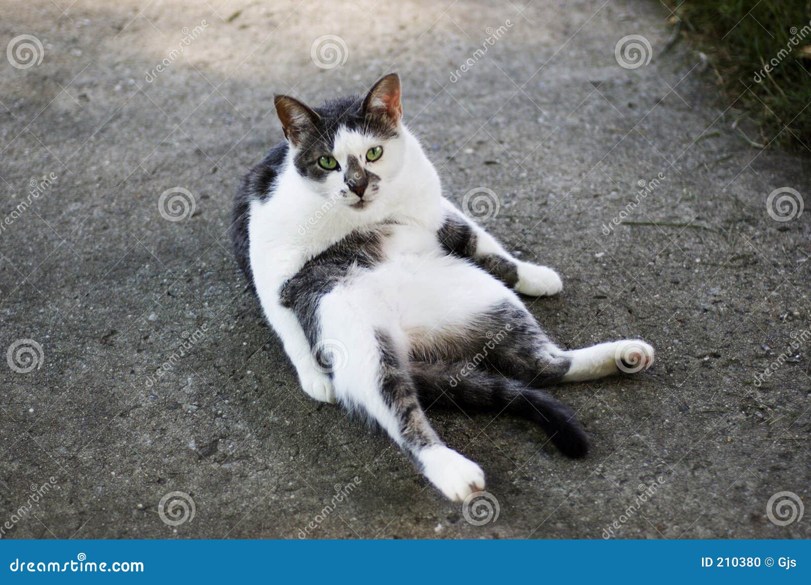 Cat stiking a funny pose stock photo. Image of lying, feline - 210380