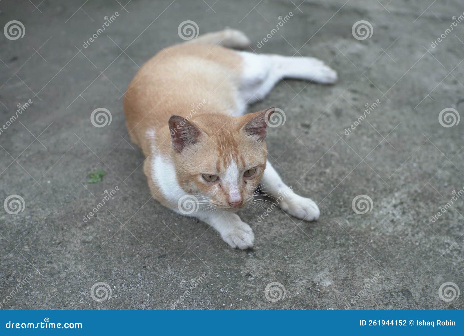 Cat Still Watch stock photo. Image of mammal, wildcat - 261944152