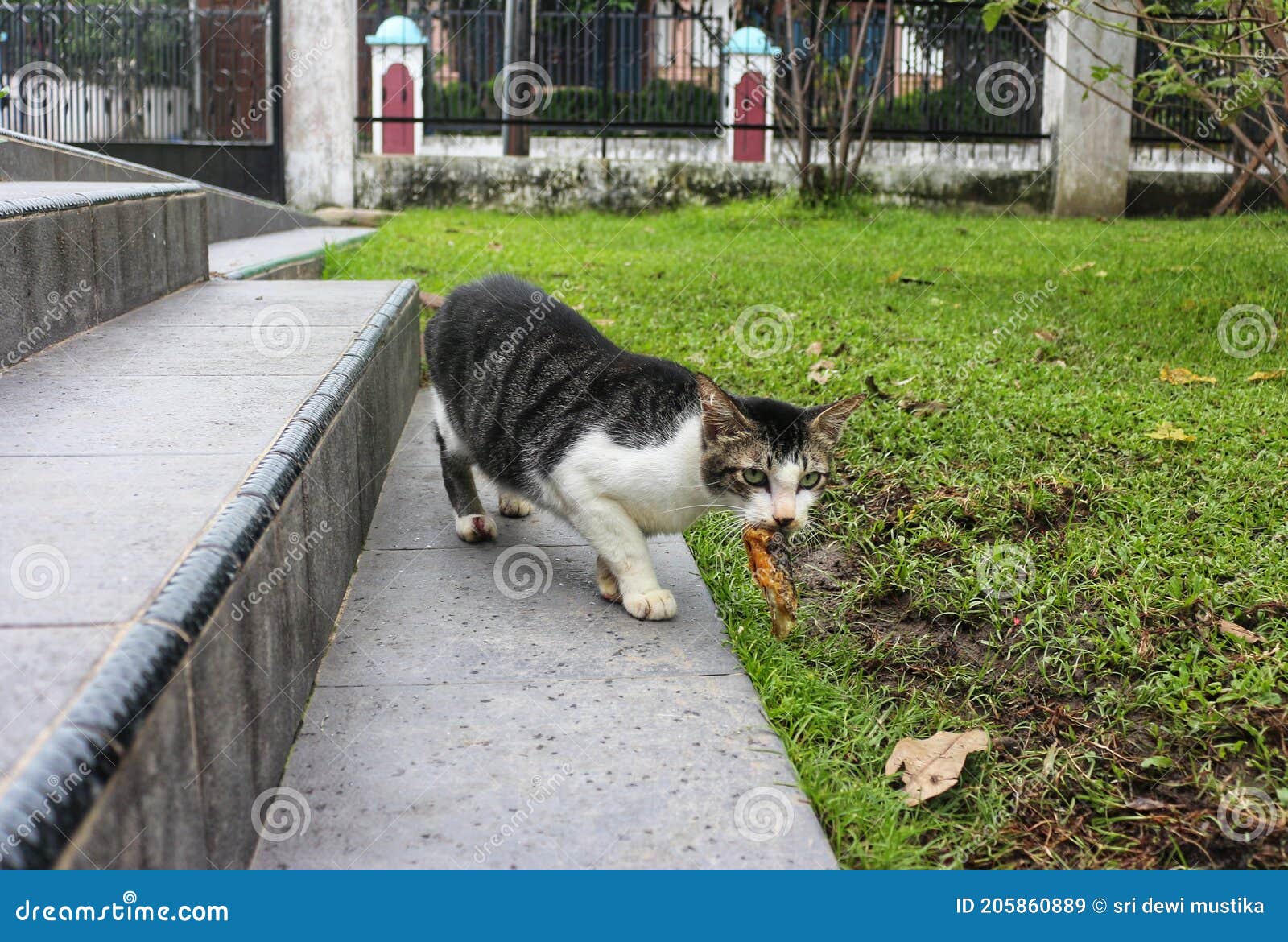 Fish Stole Stock Photos - Free & Royalty-Free Stock Photos from Dreamstime