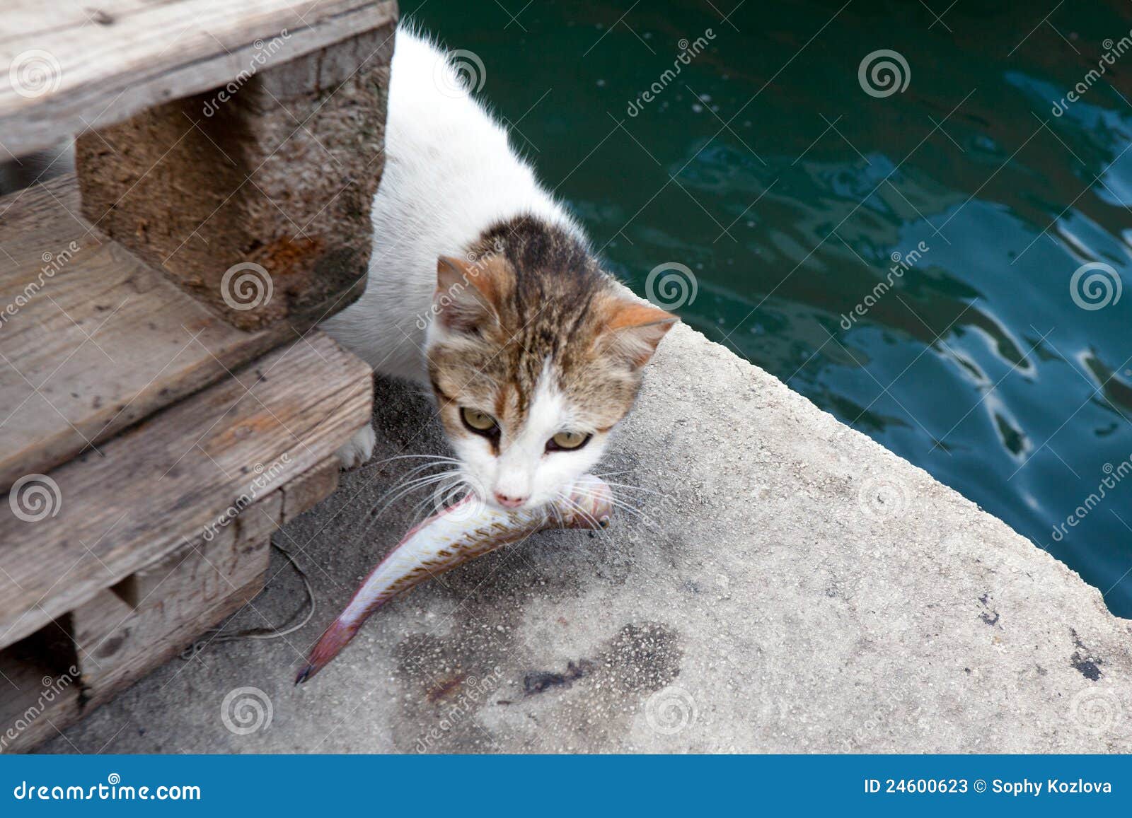 Cat with stolen fish stock image. Image of homeless, eyes - 24600623