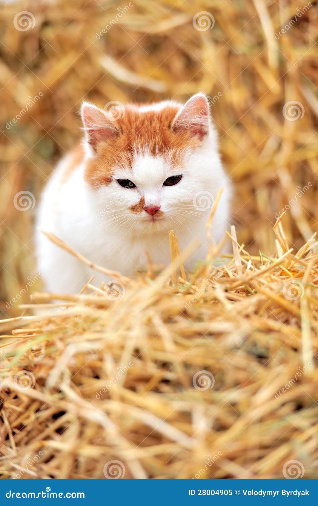 Cat on a straw stock image. Image of brown, moving, characters - 28004905