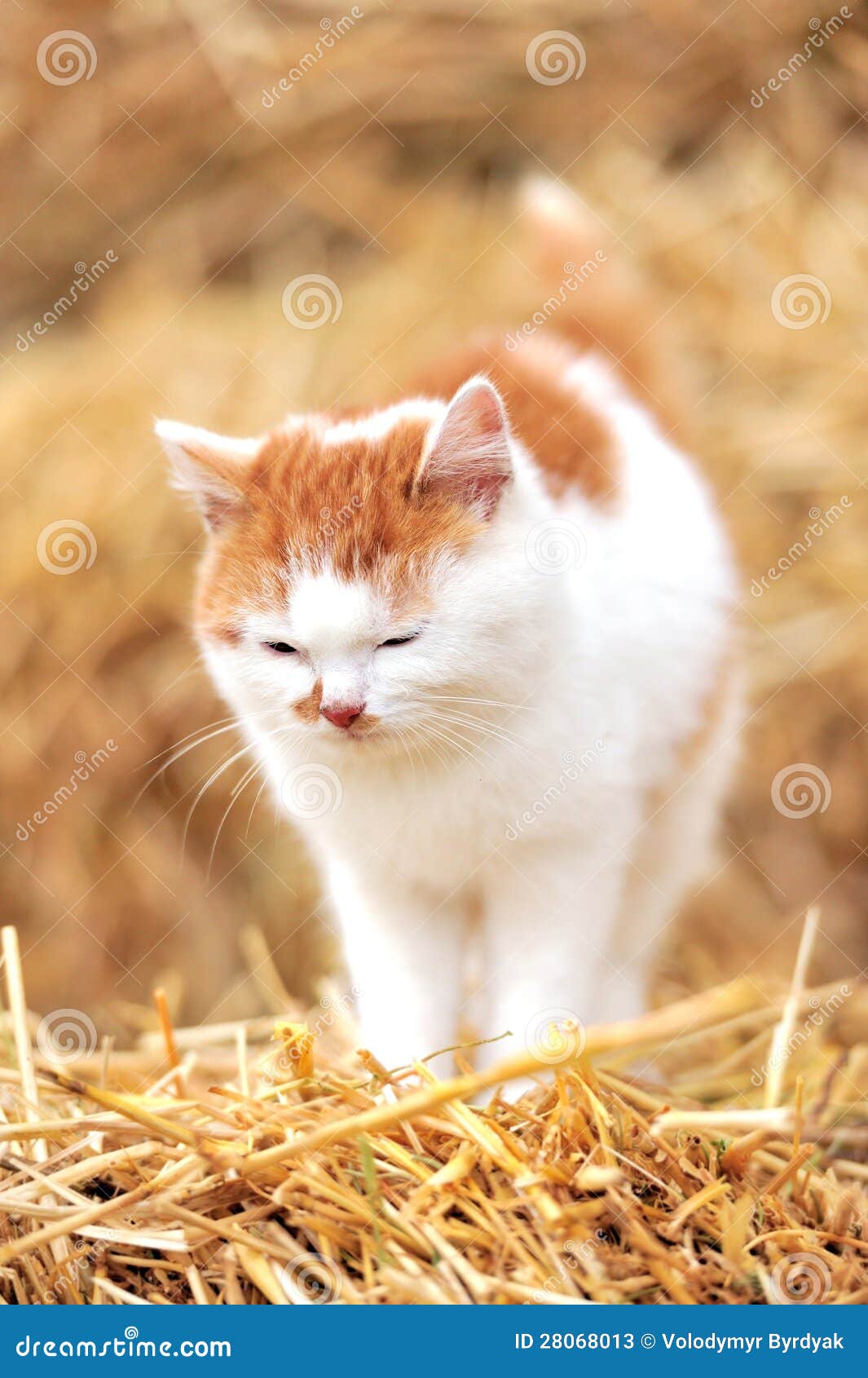 Cat on a straw stock image. Image of animals, head, face - 28068013