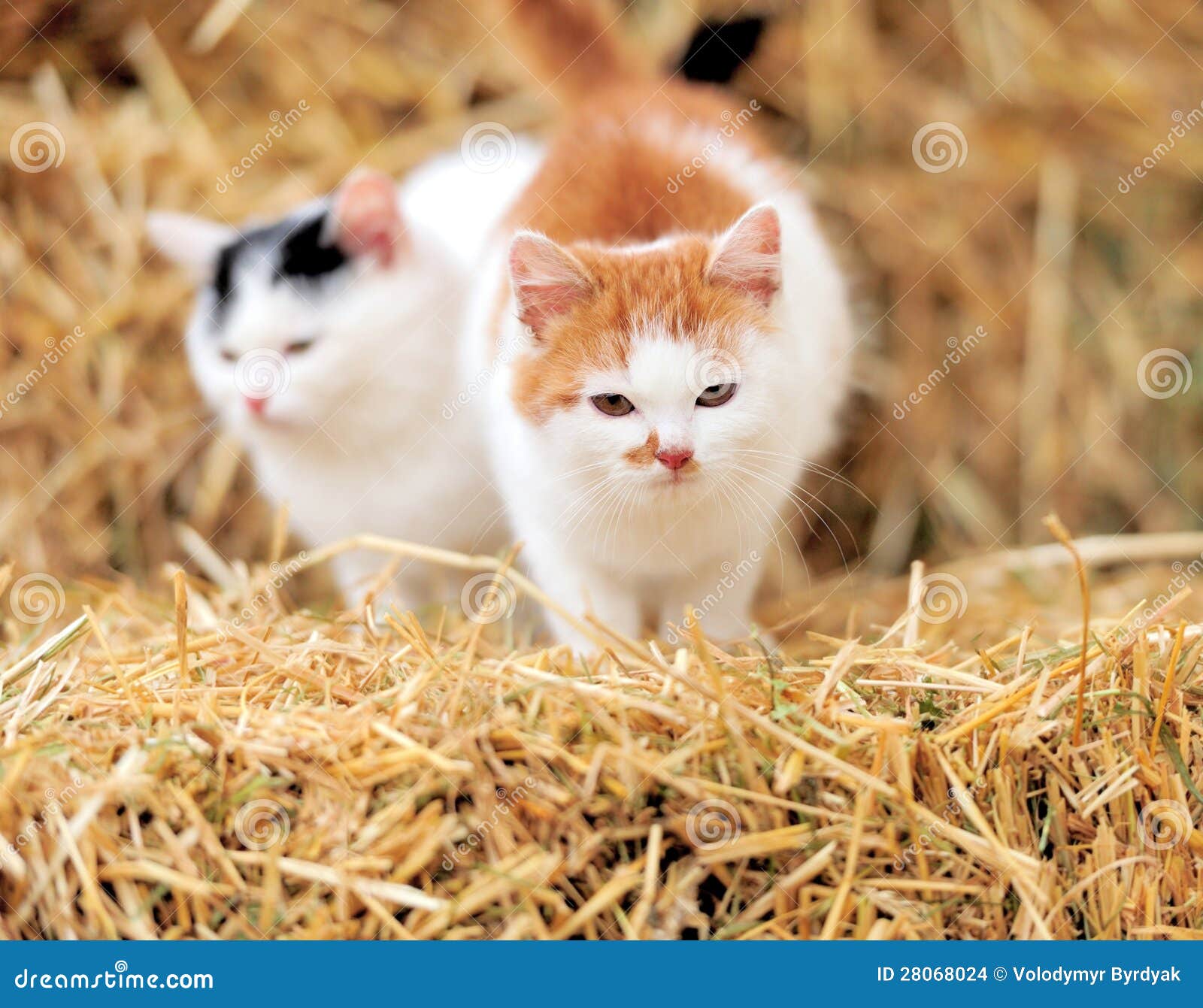 Cat on a straw stock photo. Image of orange, fluffy, characters - 28068024