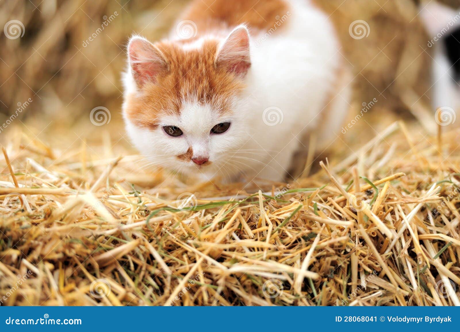 Cat on a straw stock image. Image of large, playful, posing - 28068041