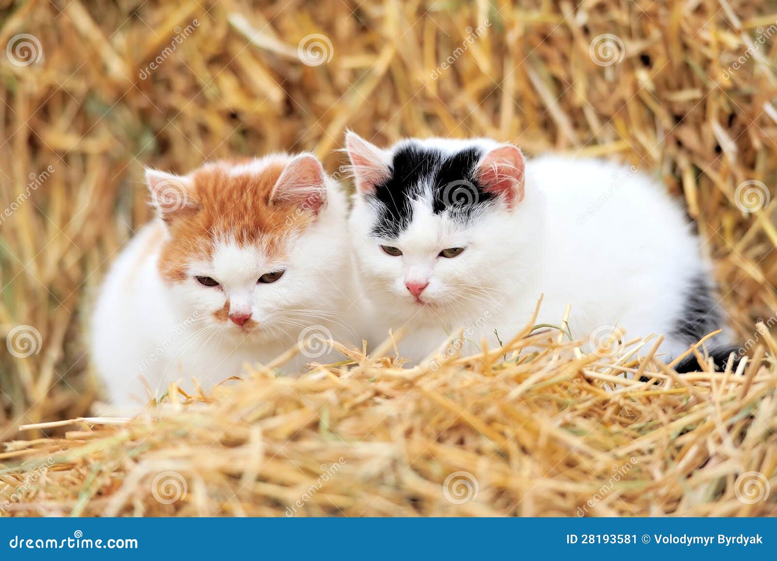 Cat on a straw stock image. Image of friendship, kitten - 28193581