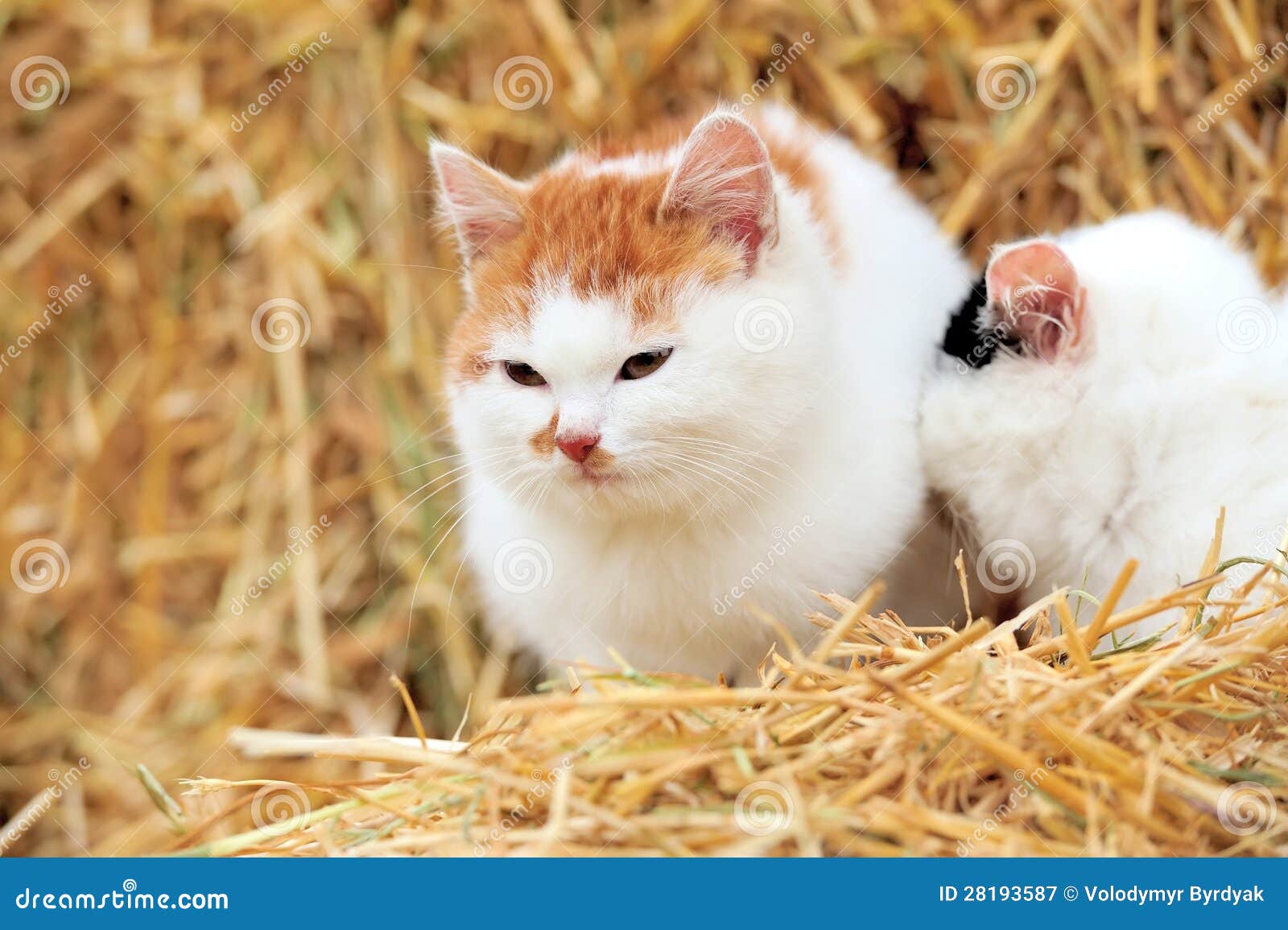 Cat on a straw stock image. Image of cheerful, characters - 28193587