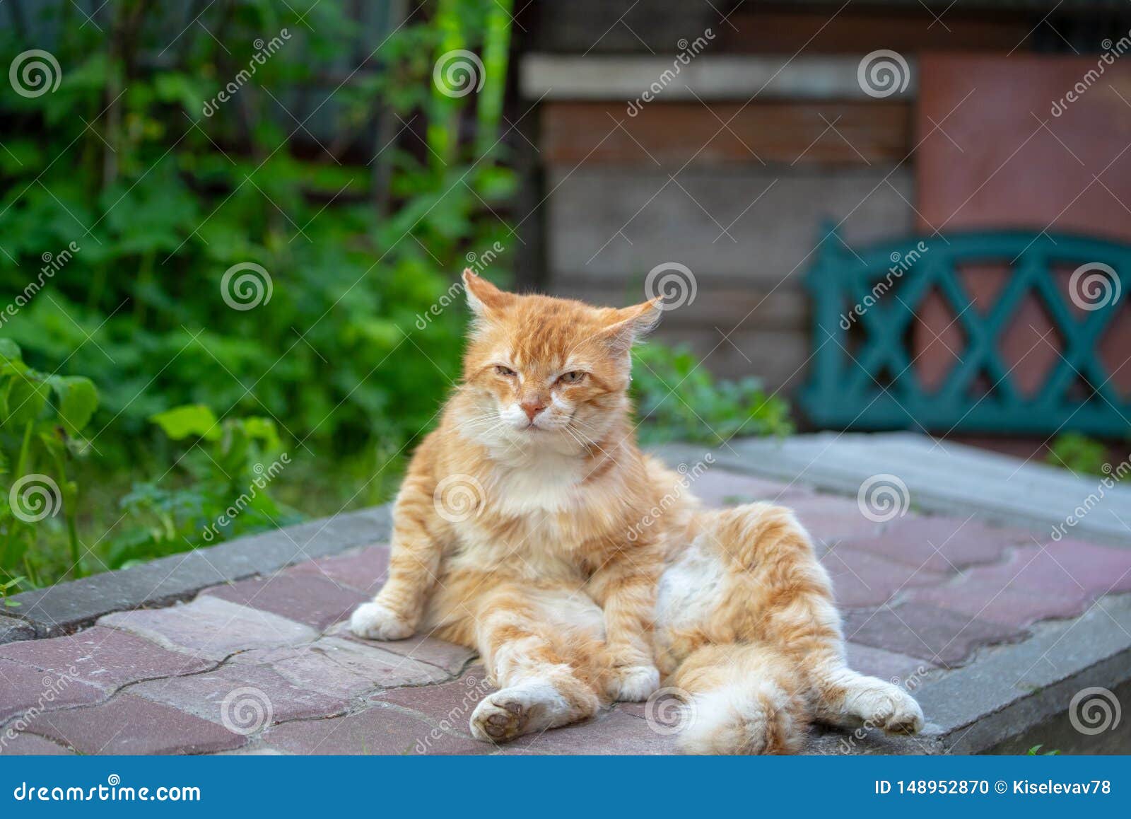 Cat on the Street in a Funny Pose and Staring into the Distance Stock ...