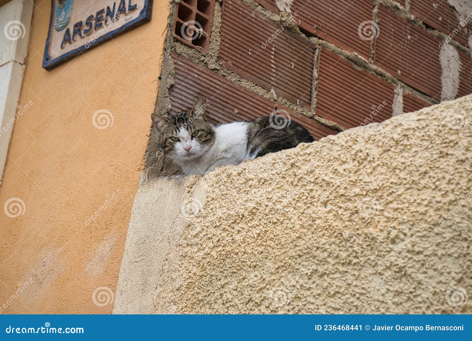 Cat on the Street Looking at the Camera Crouching, Hiding Stock Image ...