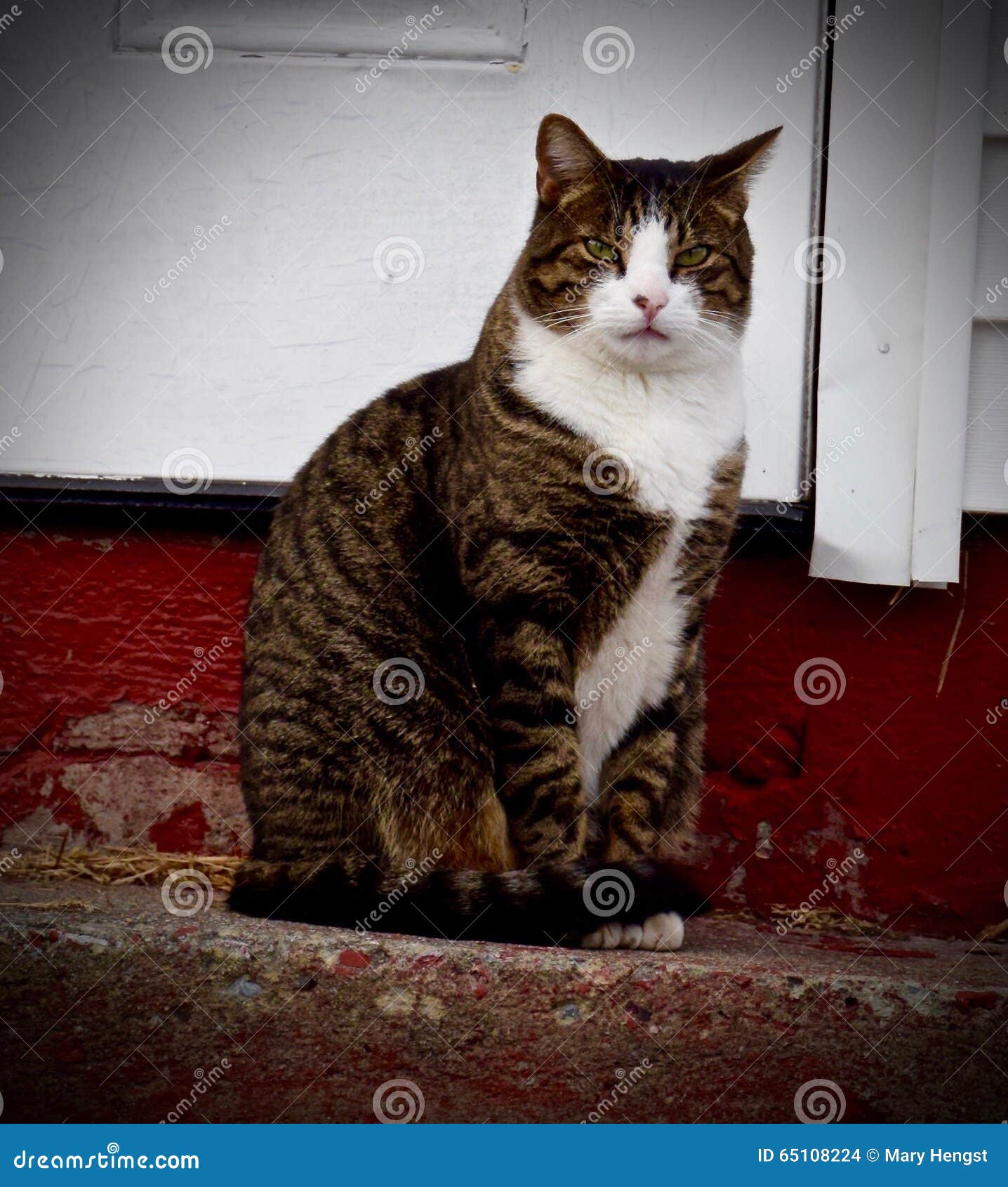 Cat stock photo. Image of stoop, street, sitting, animal - 65108224