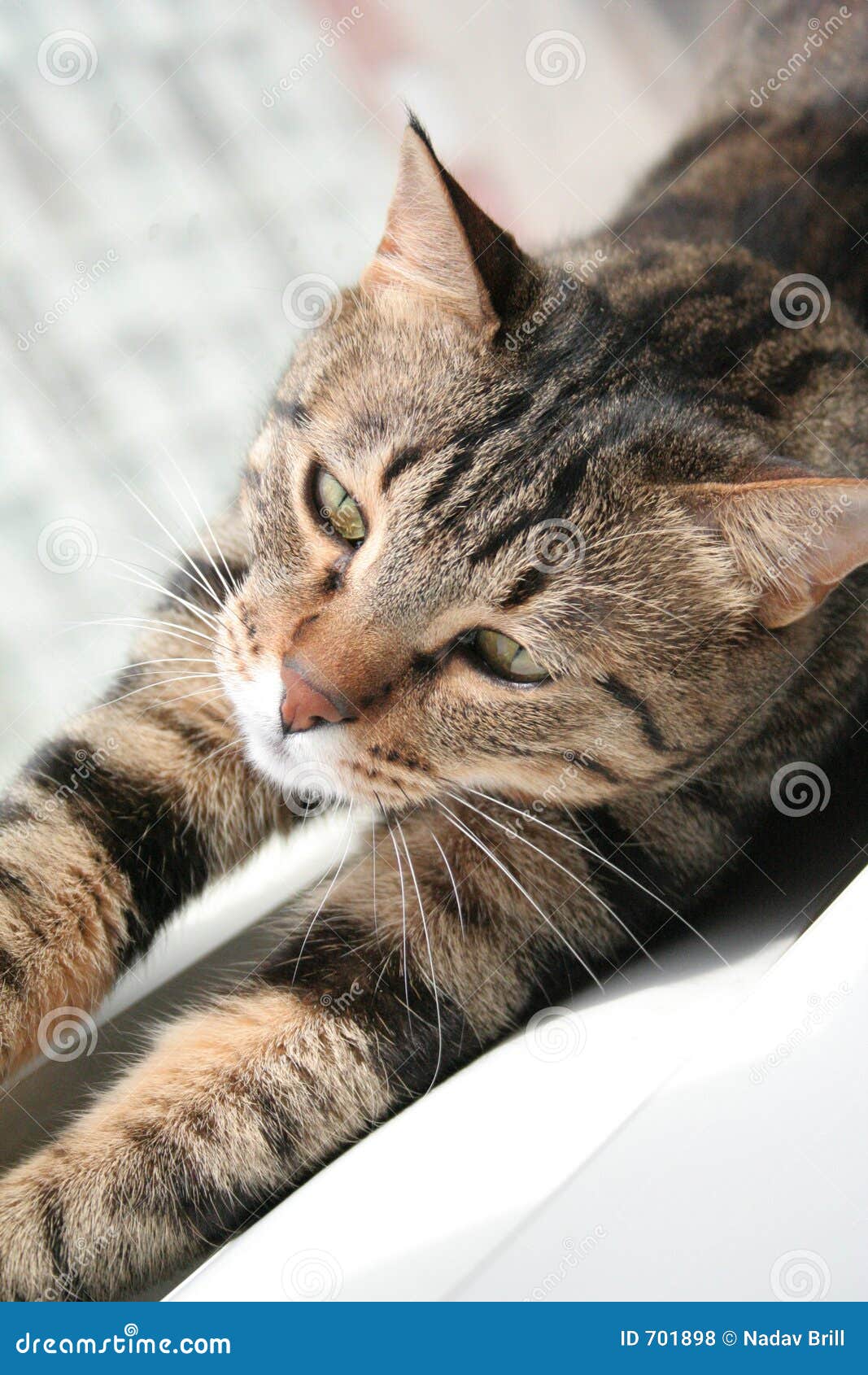 Cat stretch 2 stock photo. Image of grass, purity, animal - 701898