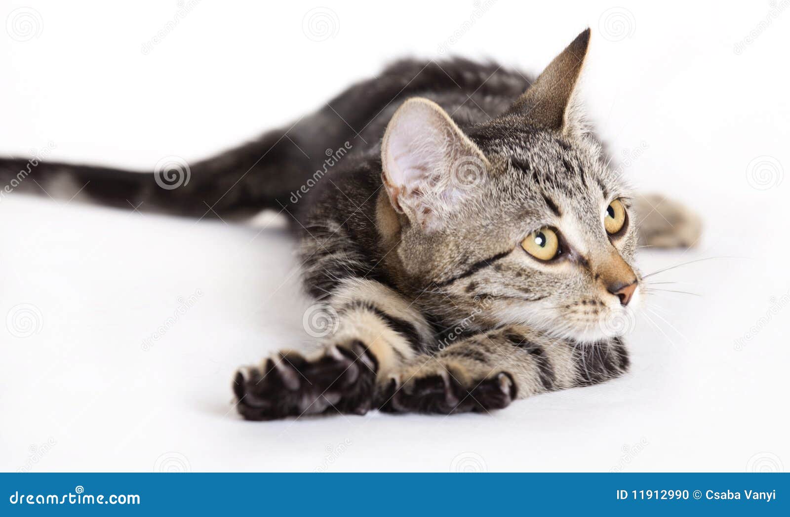 Cat stretching stock photo. Image of carnivore, pedigreed - 11912990