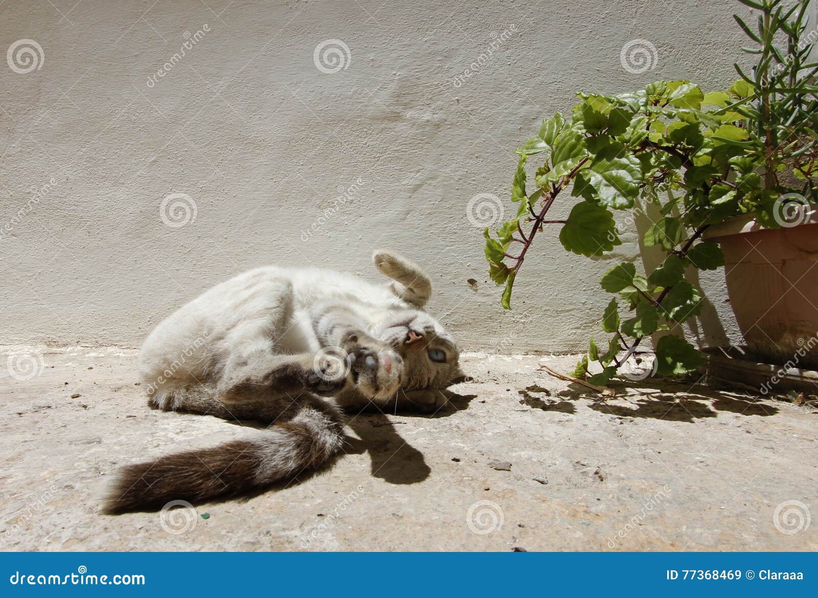 Cat Stretching Her Leg after Nap. Stock Image - Image of communication ...