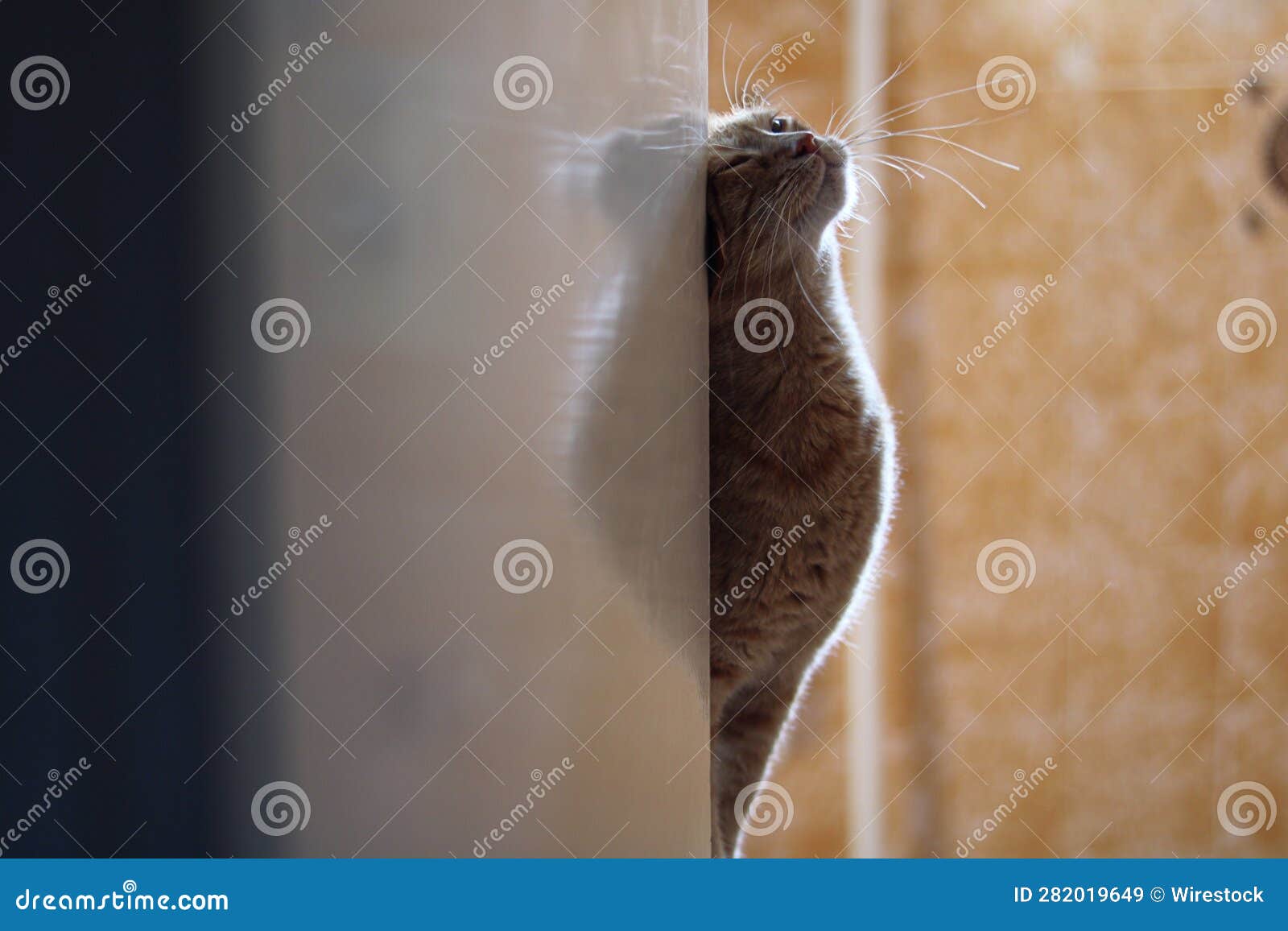 Cat Stretching Its Body on the Corner Stock Image - Image of calm ...
