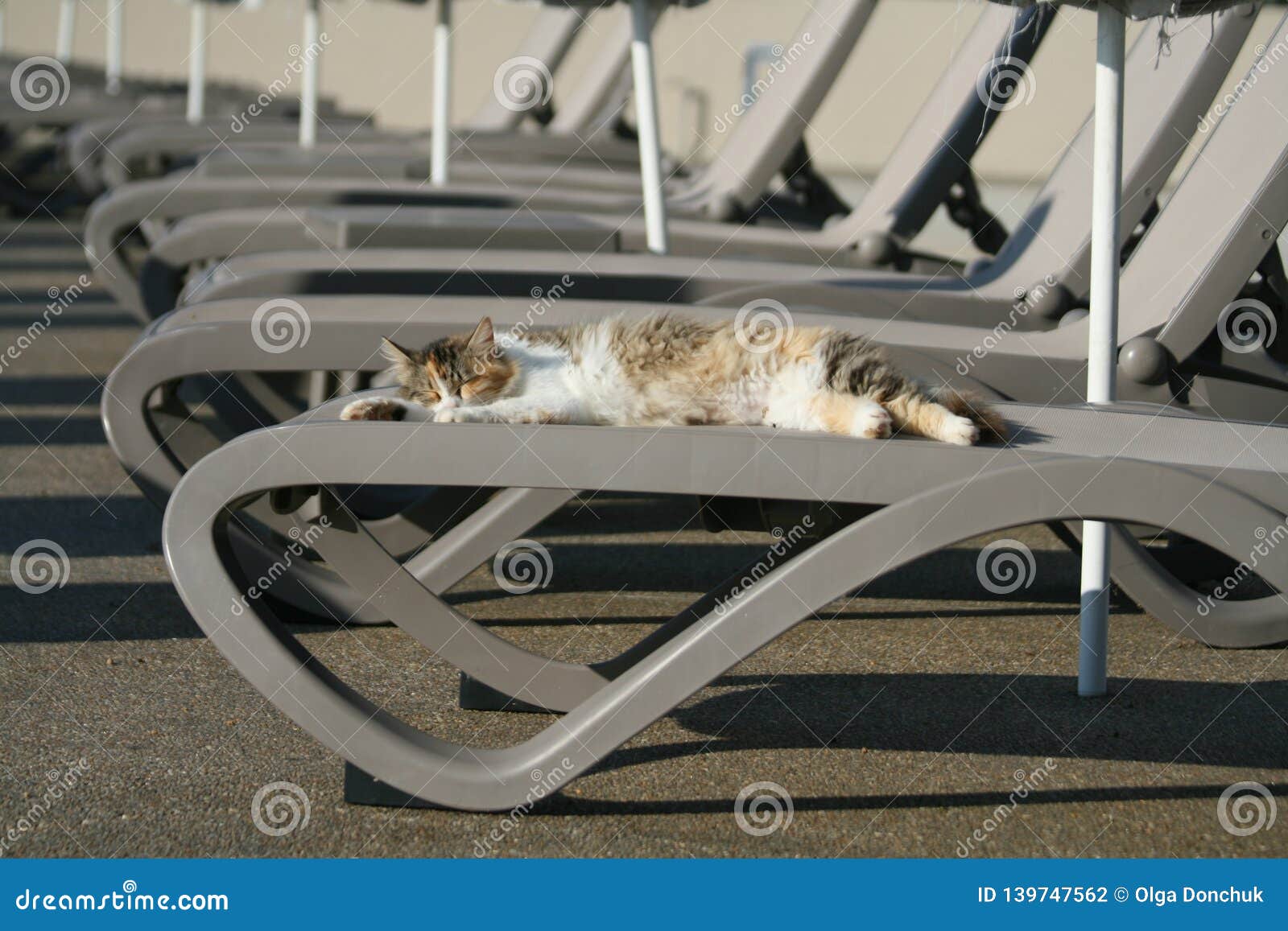 Cat stretching on a sunbed stock photo. Image of gray - 139747562