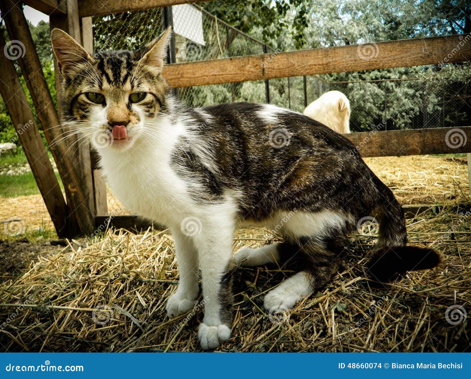 Cat stock photo. Image of animal, striped, eyes, nature - 48660074