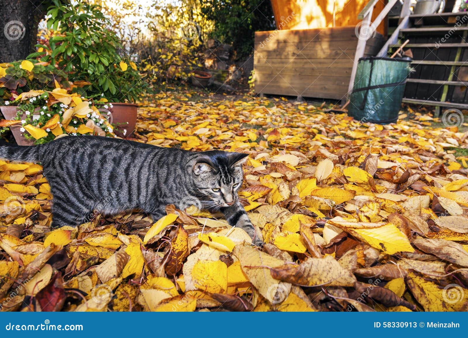 Cat Strolling Around in the Garden Stock Image - Image of animal ...