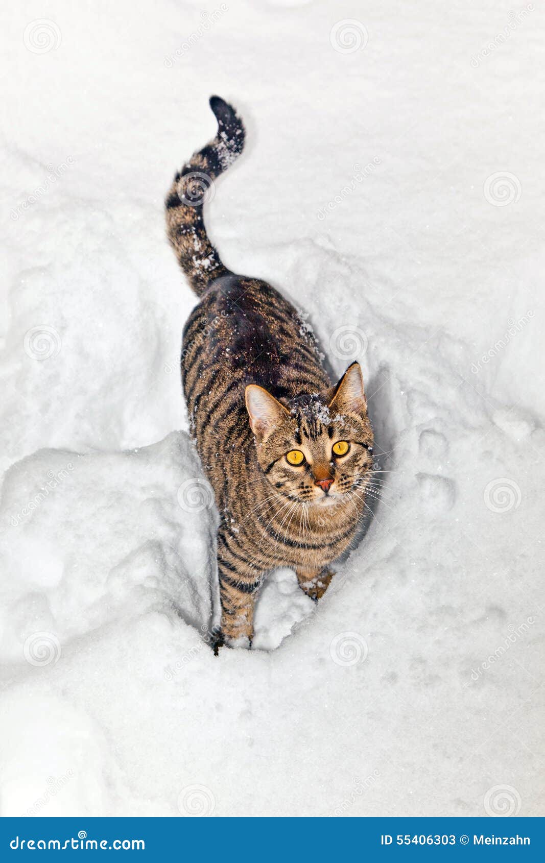 Cat Strolling through Deep Snow Stock Image - Image of kitten, domestic ...