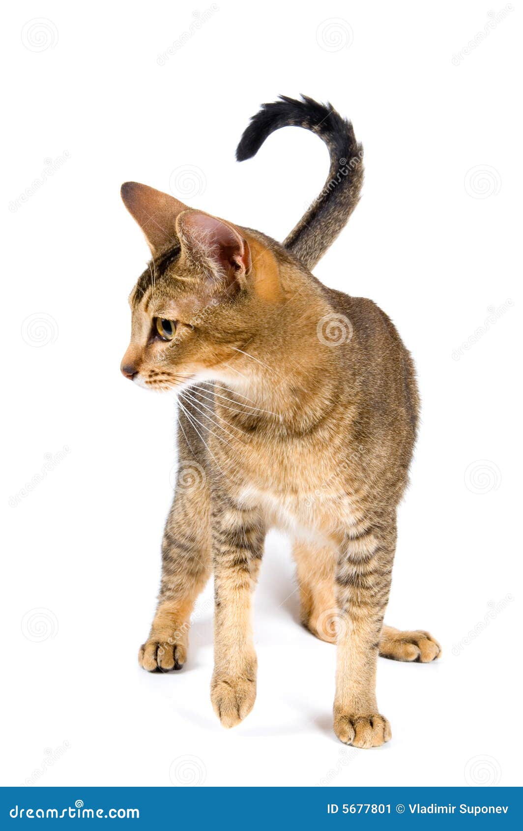 Cat in studio stock image. Image of pets, animals, isolated - 5677801