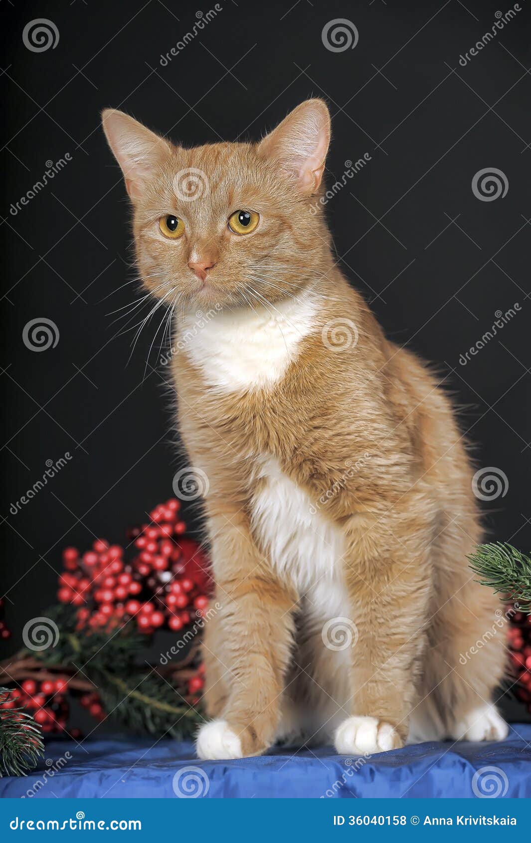 Cat in studio stock photo. Image of beauty, english, cute - 36040158