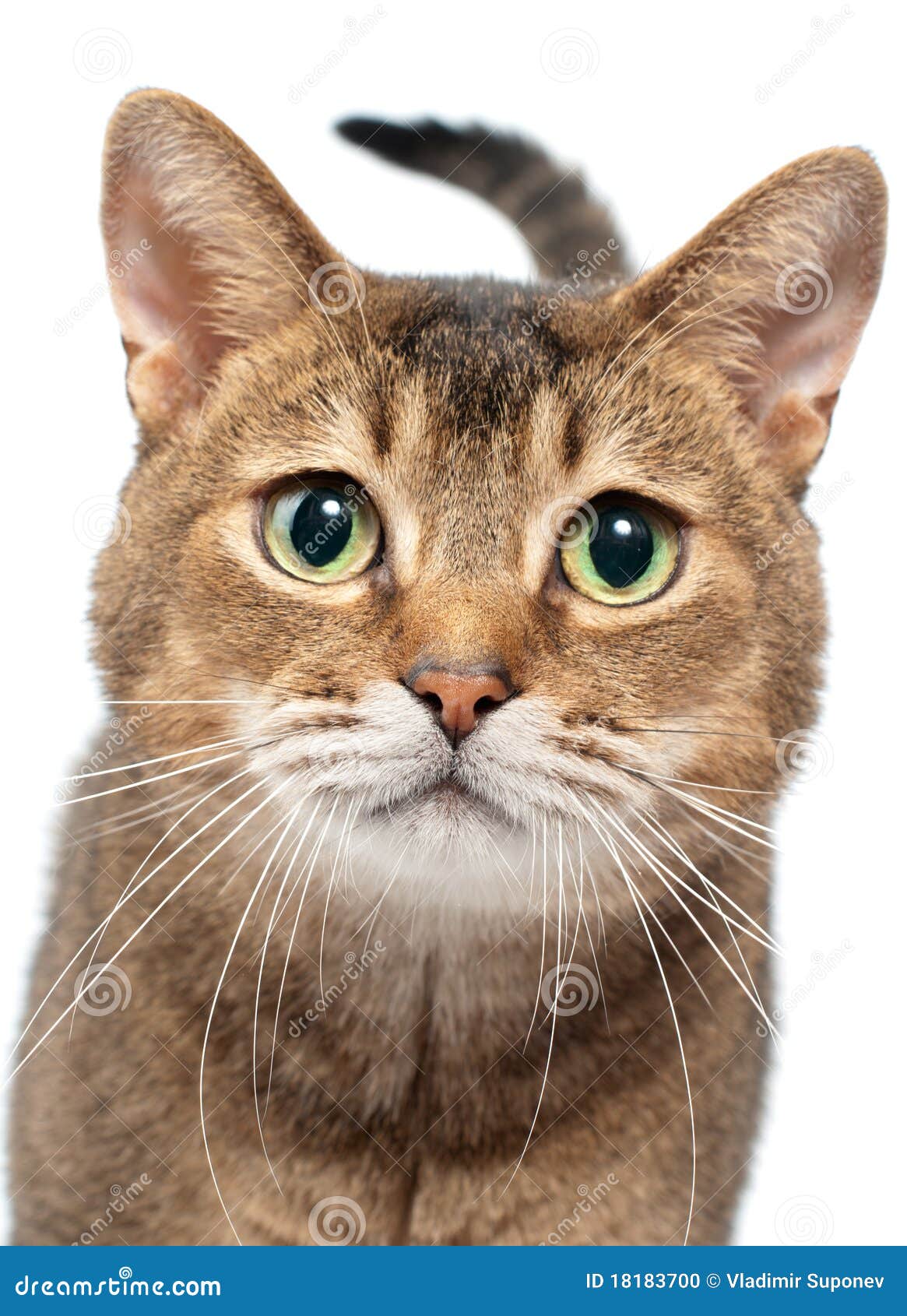 Cat in Studio with Curiosity Looks Stock Photo - Image of small ...