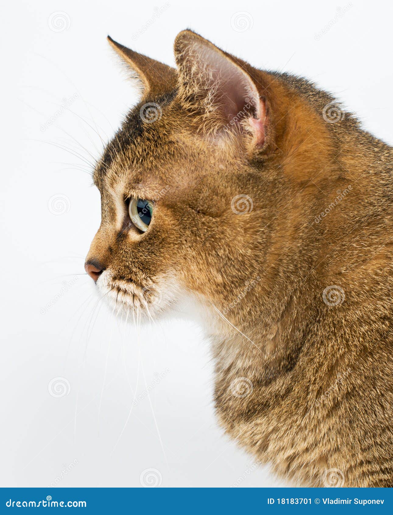 Cat in Studio with Curiosity Looks Stock Image - Image of whisker ...