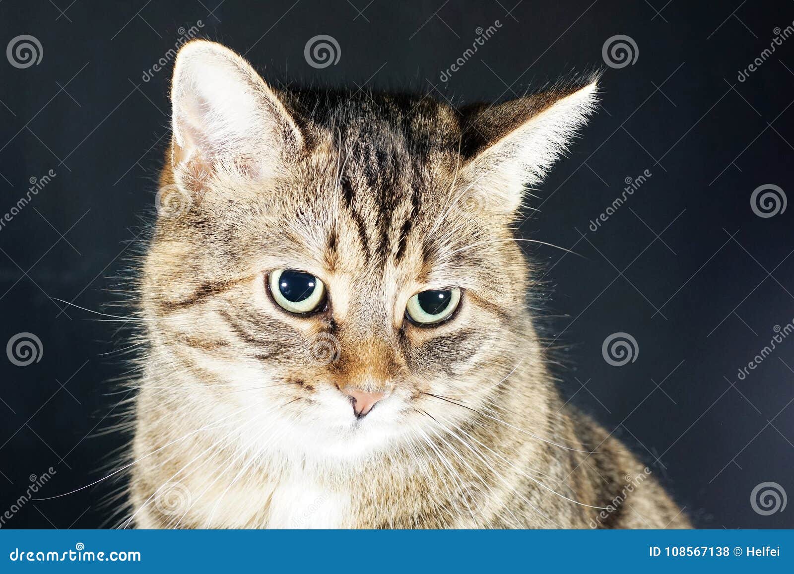 Cat in studio photographed stock photo. Image of inland - 108567138