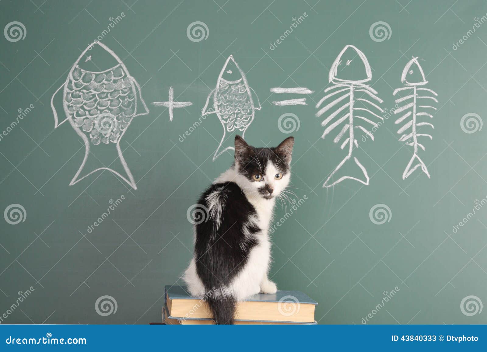 Cat studying arithmetic stock image. Image of exercise - 43840333