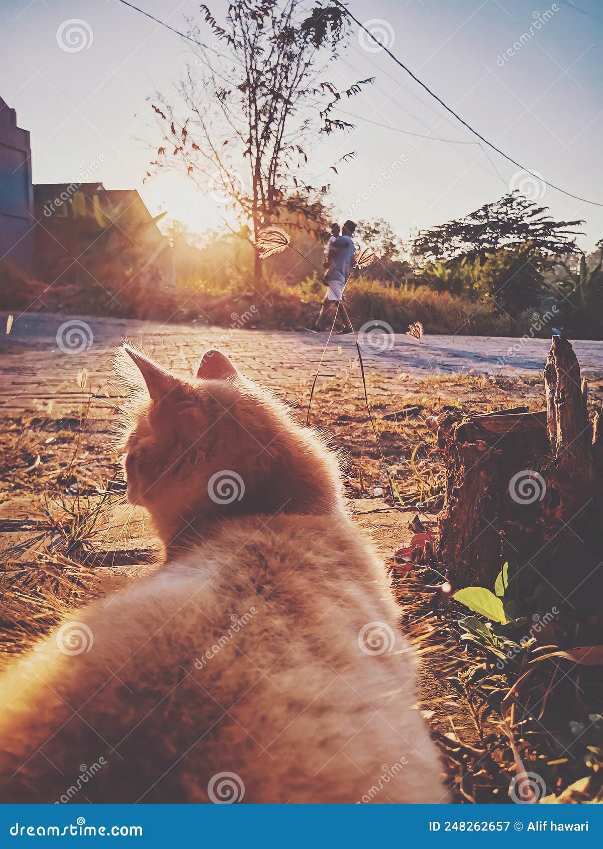 Cat style stock image. Image of indah, blora, cutty - 248262657