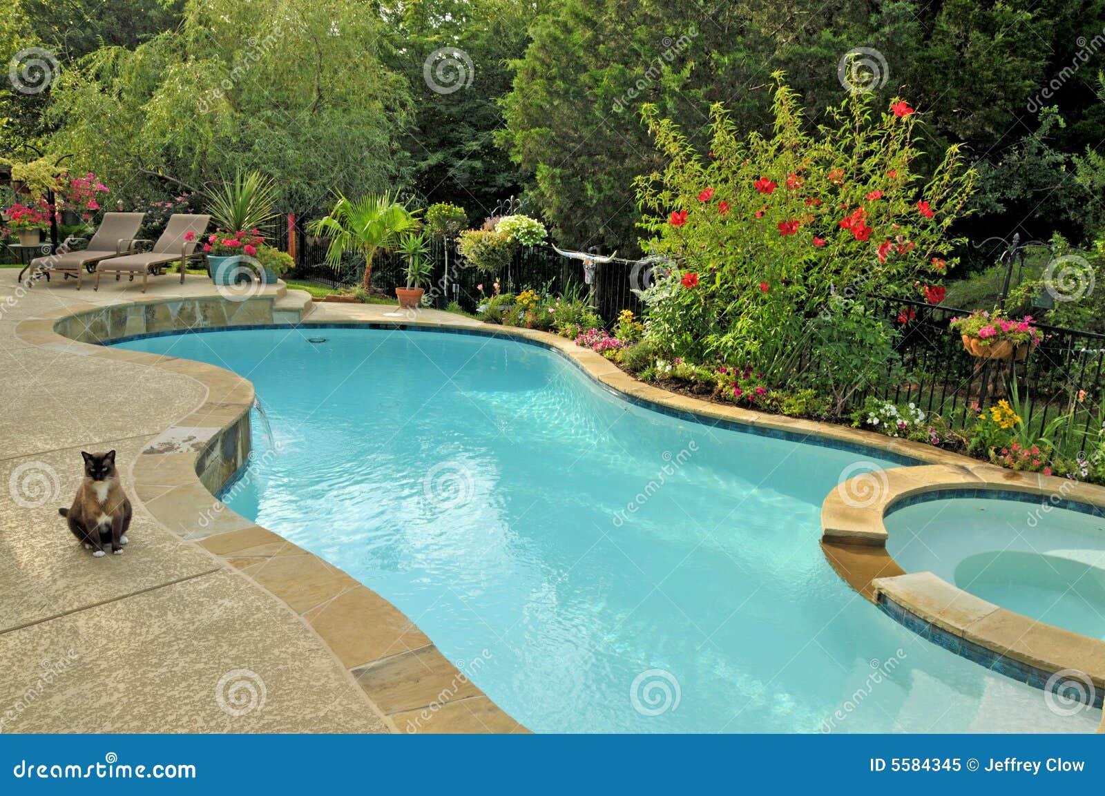 Cat at the Suburban Pool stock image. Image of suburban - 5584345