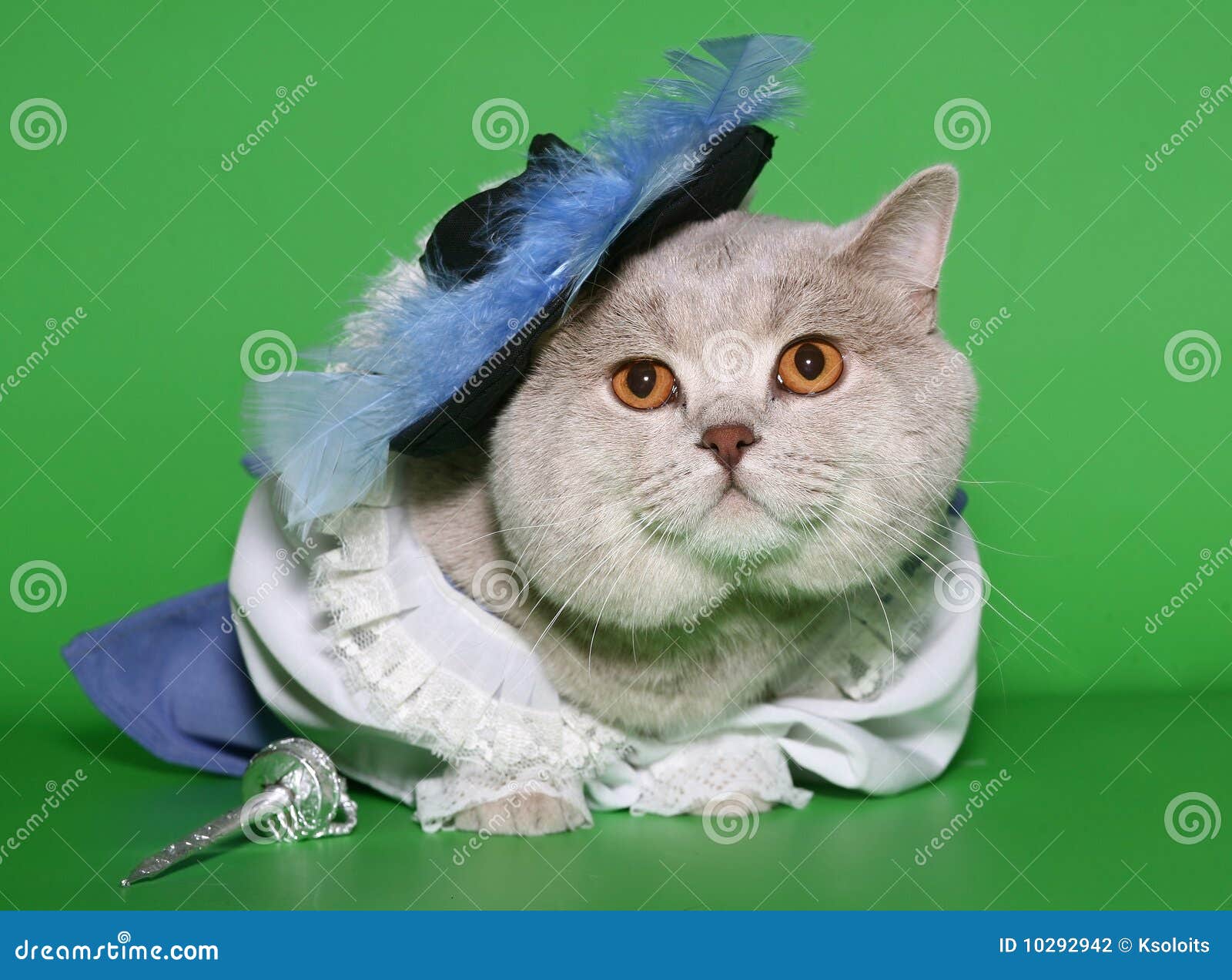 Cat in a Suit of the Court. Stock Photo - Image of musketeer, british ...