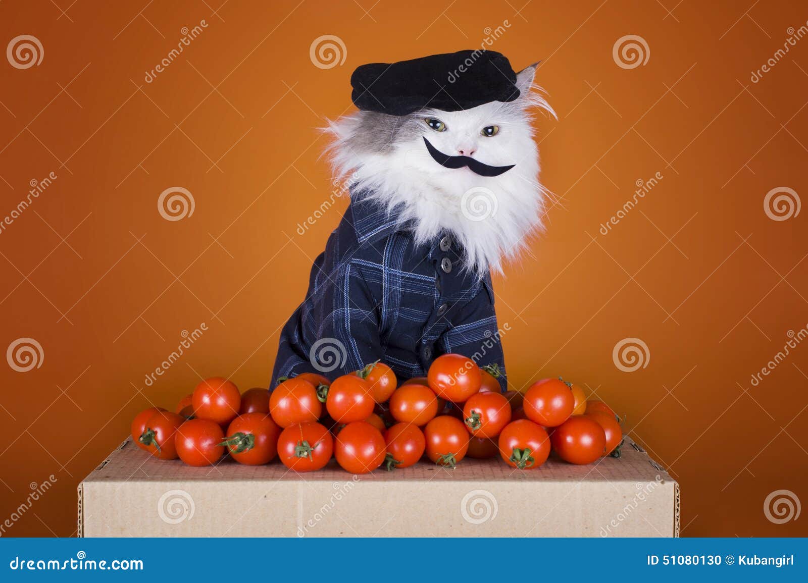 Cat in a Suit Georgian Sells Tomatoes Stock Photo - Image of autumn ...