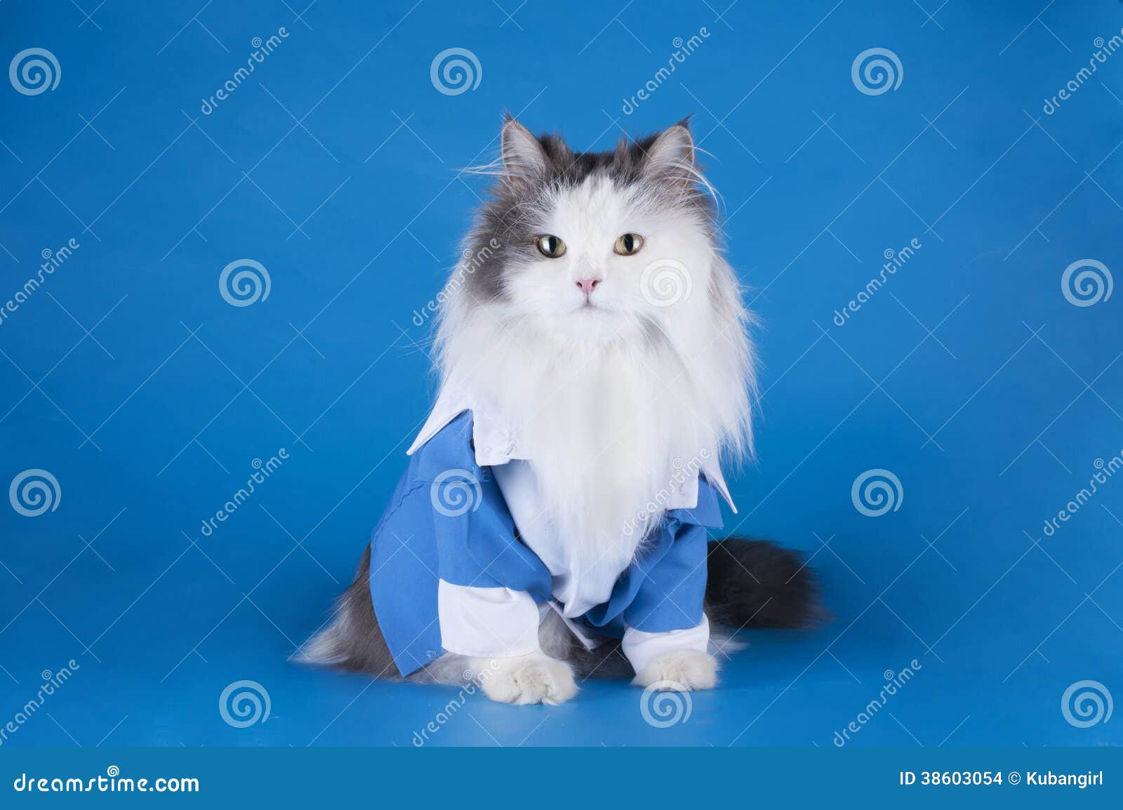 Cat in a suit stock photo. Image of fluffy, surprise - 38603054