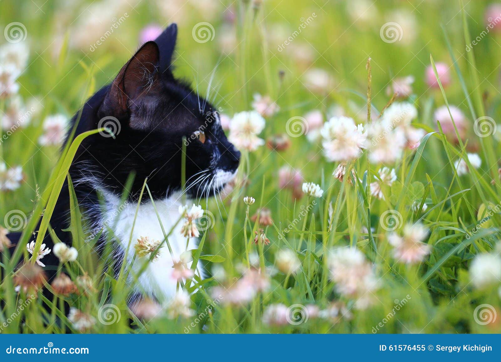 Cat in summer meadow stock image. Image of kitty, hair - 61576455