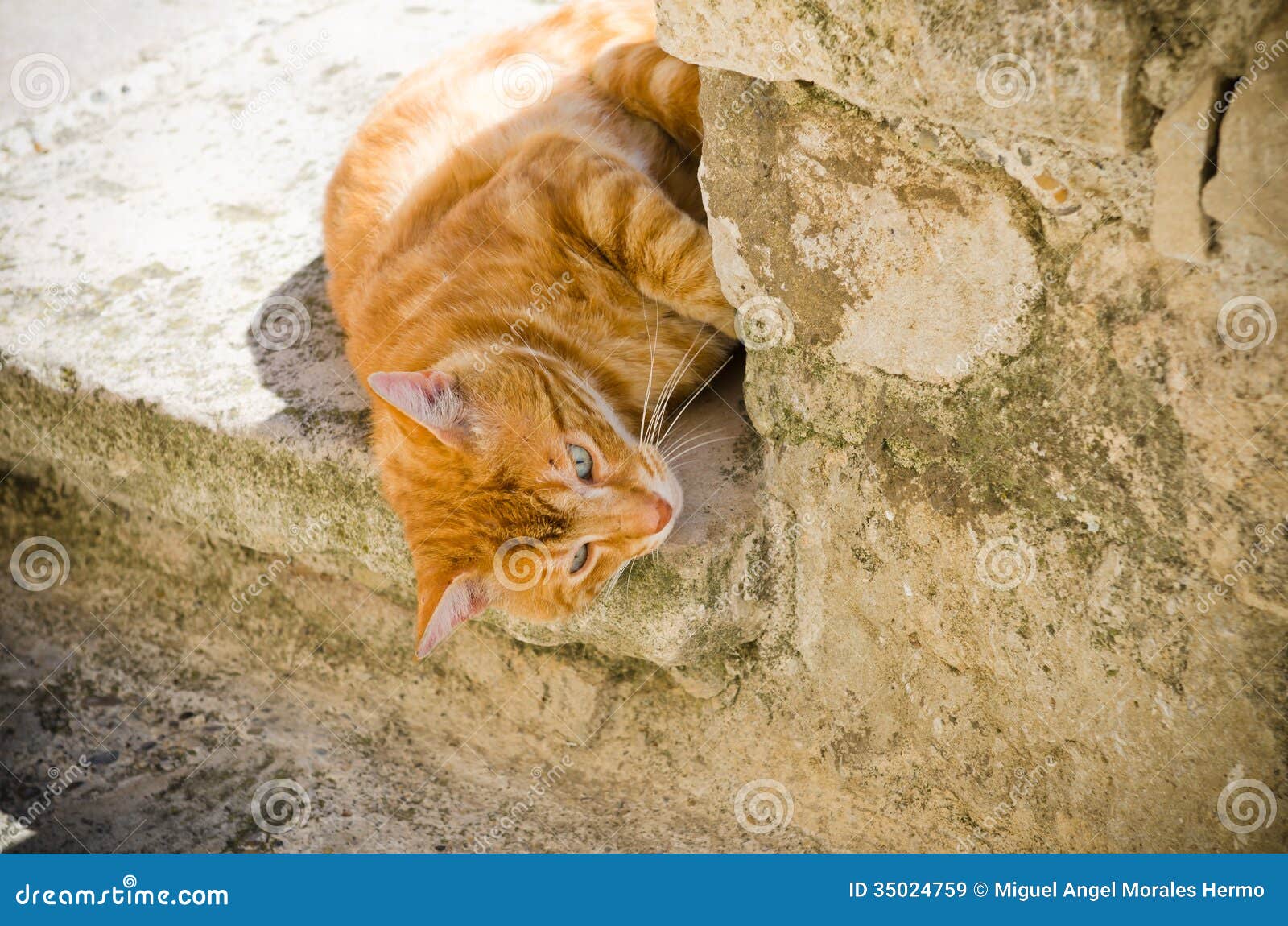 Cat and sun stock image. Image of lovely, whiskers, animal - 35024759