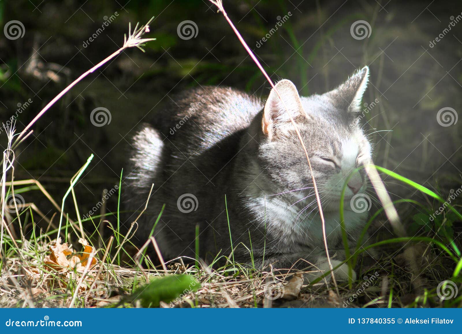Cat in the sun in nature stock image. Image of healthy - 137840355